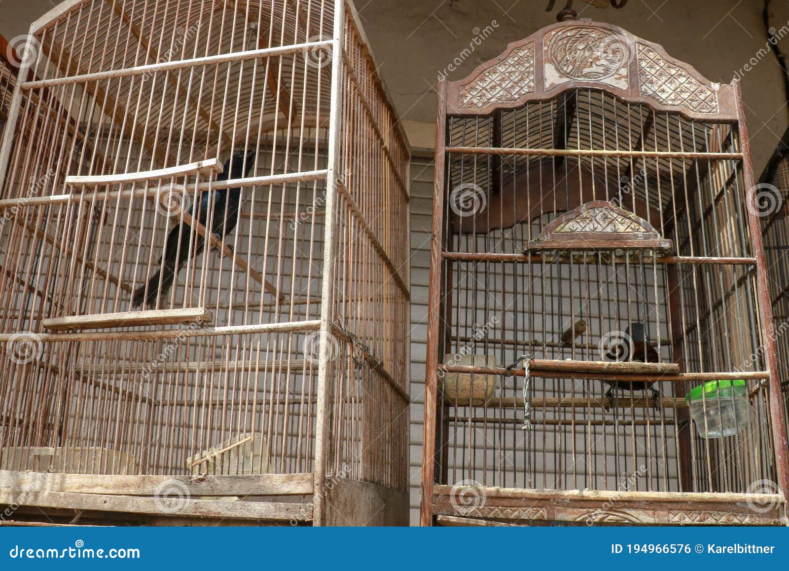 Litle Birds in the Cage. Java, Indonesia Stock Photo - Image of asian ...