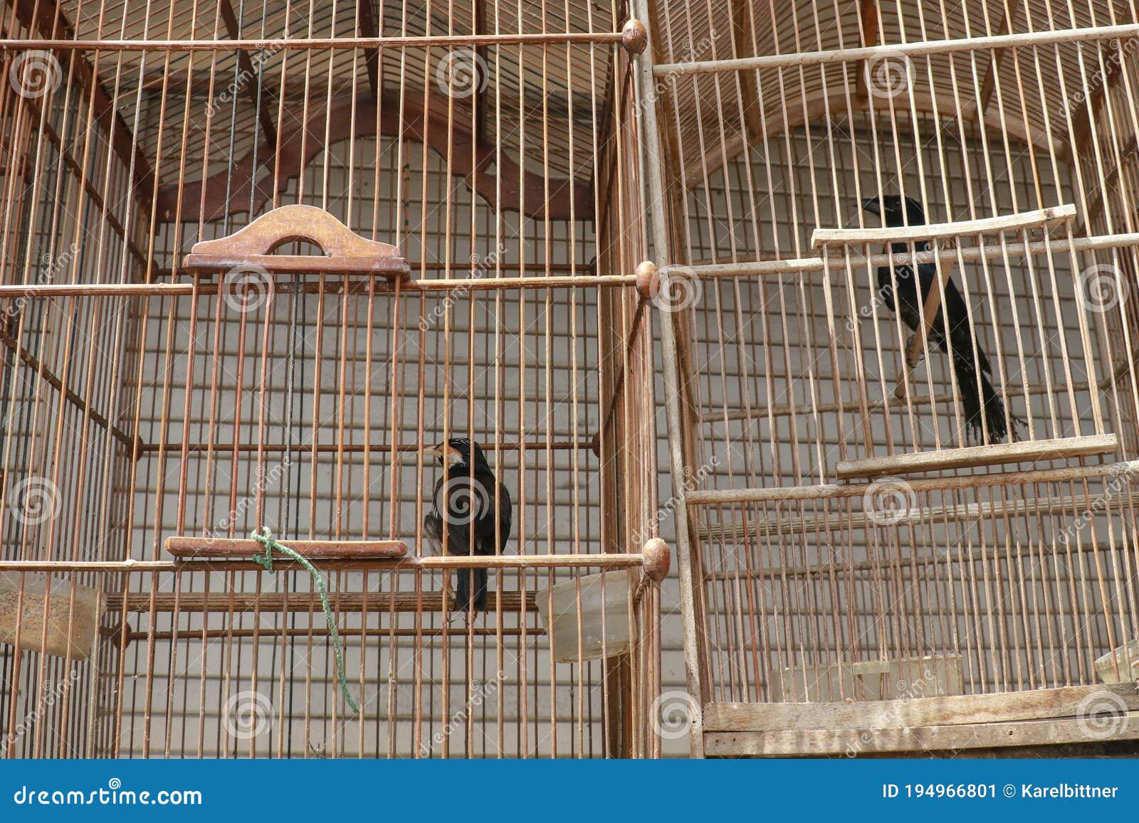Litle Birds in the Cage. Java, Indonesia Stock Image - Image of house ...