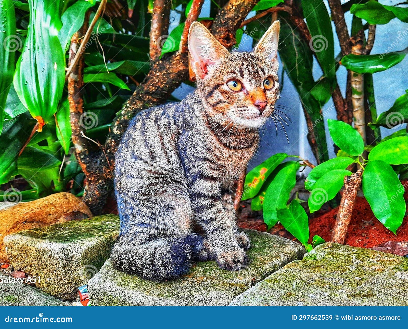 The Litle Cat is Sitting Under the Tree Stock Image - Image of jungle ...