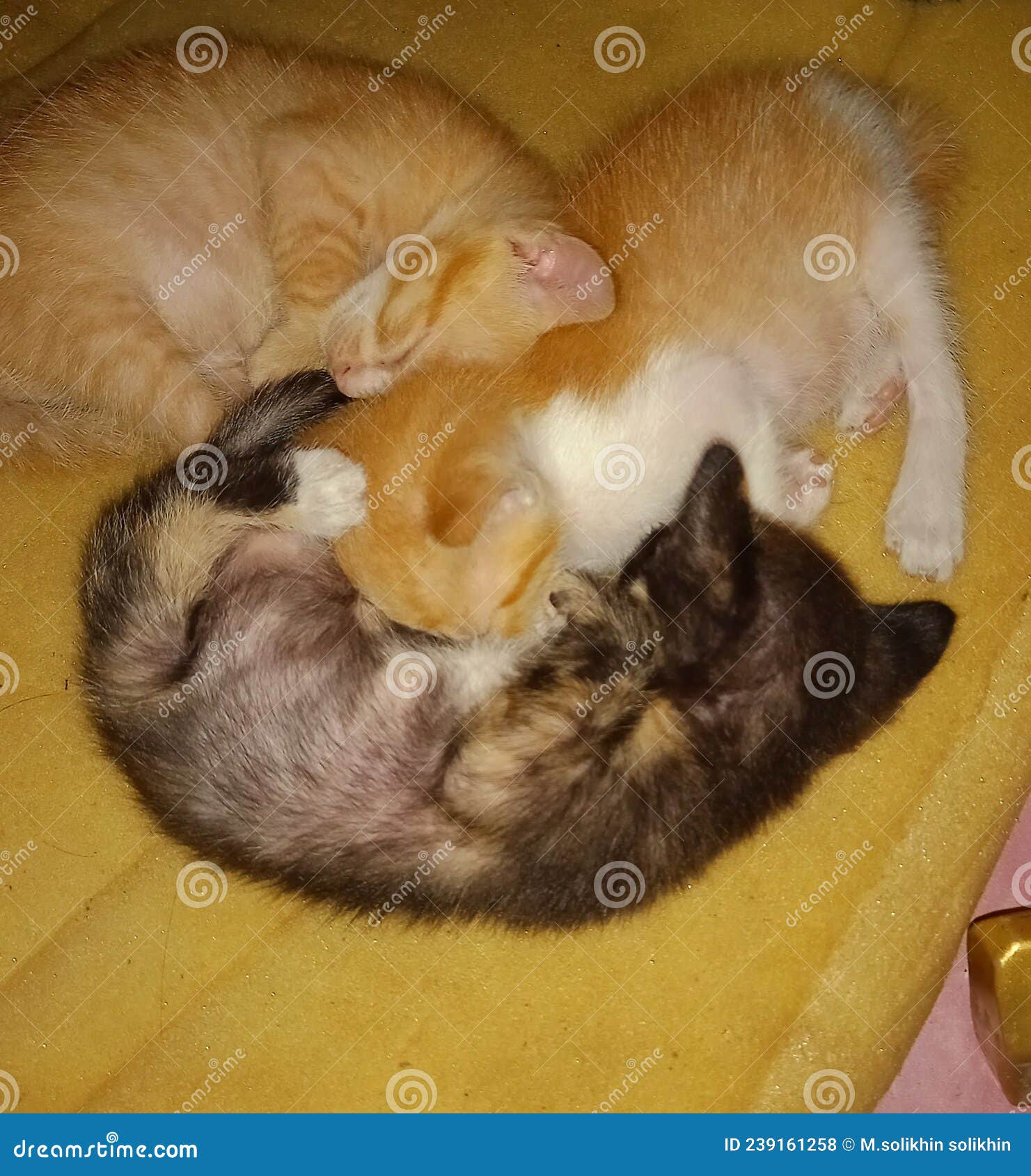 Litle cat sleep stock photo. Image of sleep, skin, puppy - 239161258