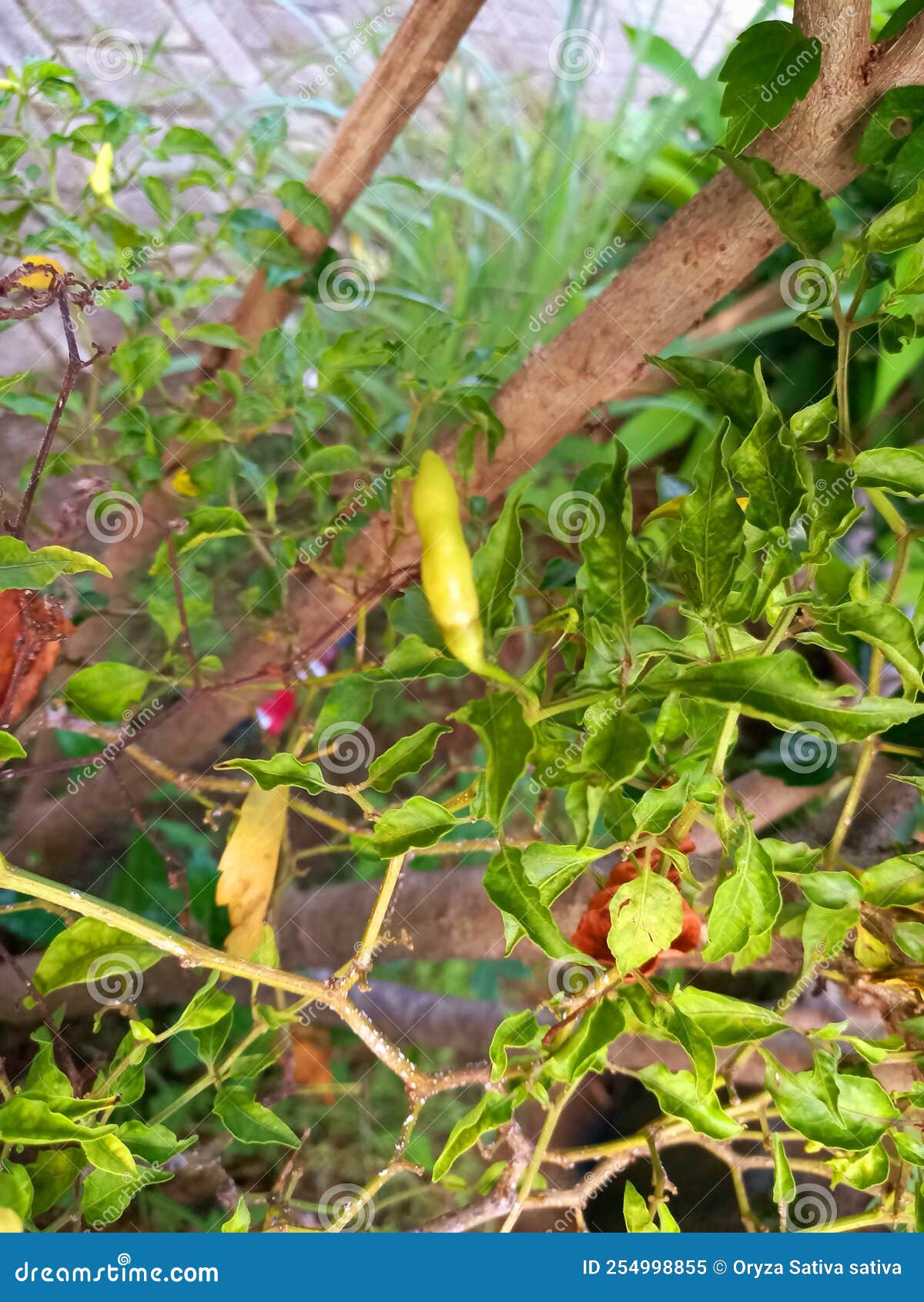 Litle chili green. stock image. Image of litle, chili - 254998855