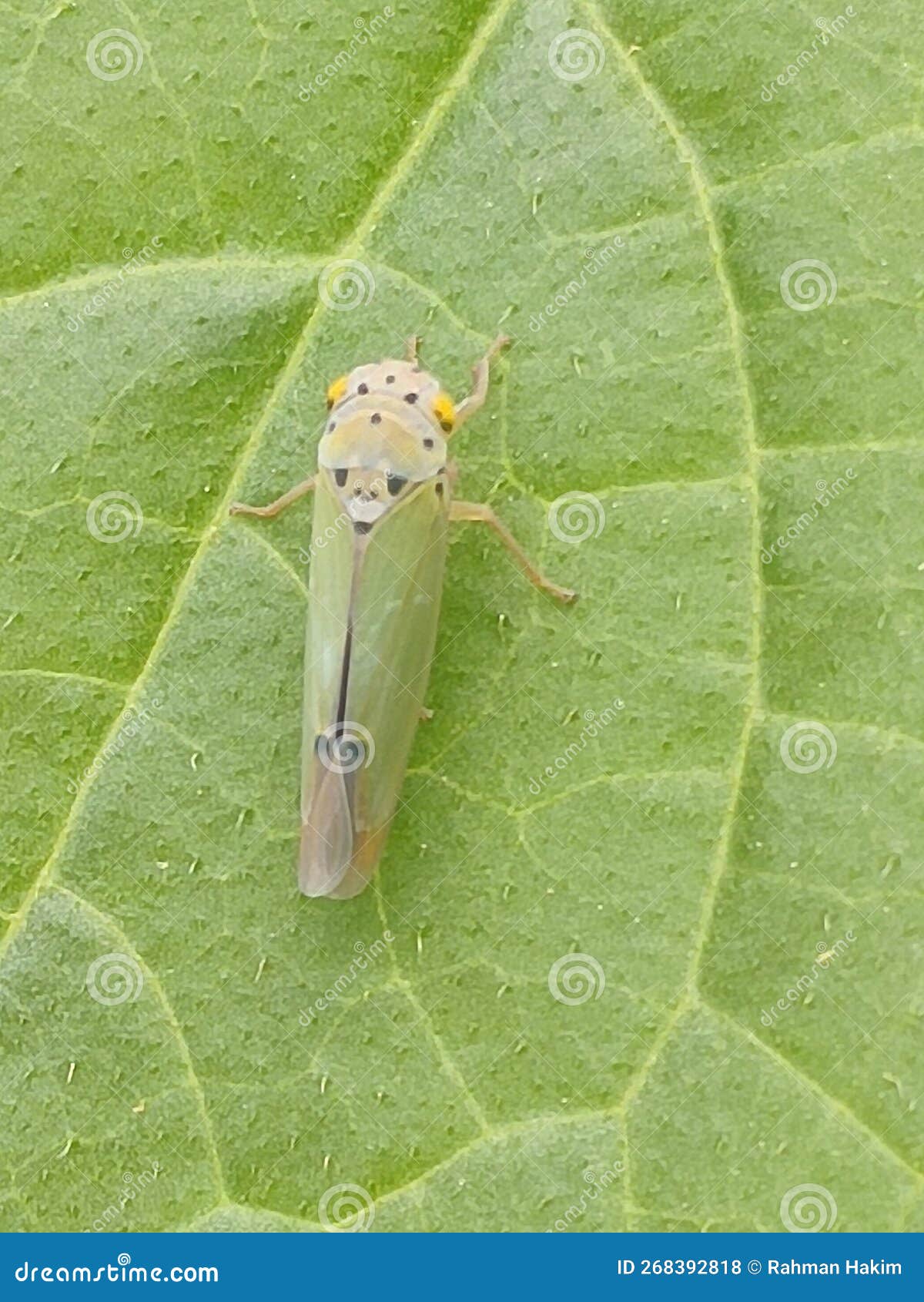 Litle insect on the leave stock photo. Image of litle - 268392818