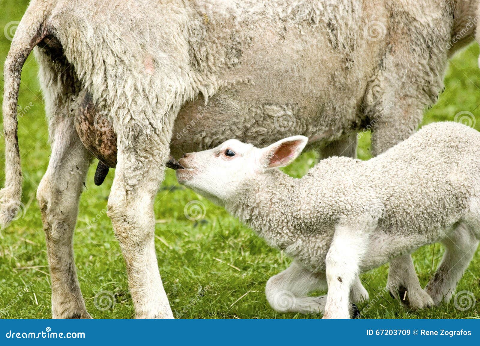Litle lamb feeding stock image. Image of lamb, farm, litle - 67203709