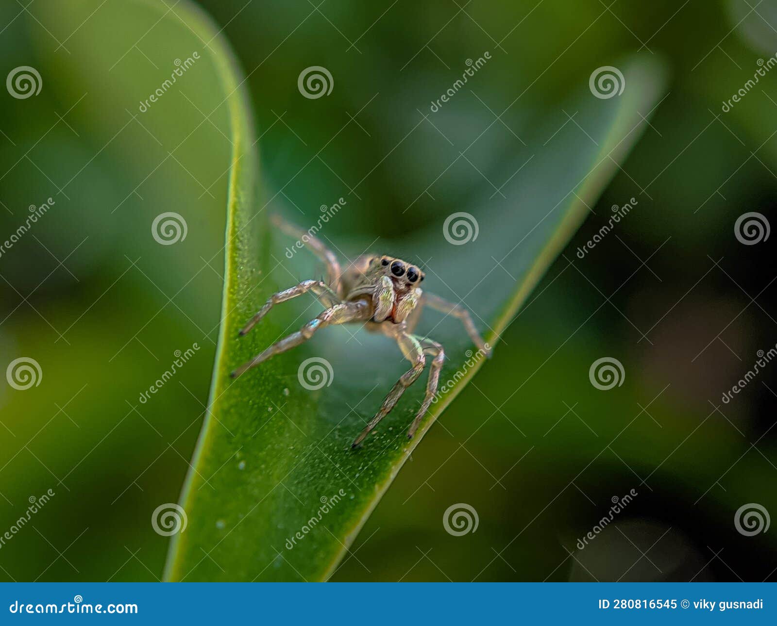 Litle spider on leaf stock image. Image of animal, leaf - 280816545