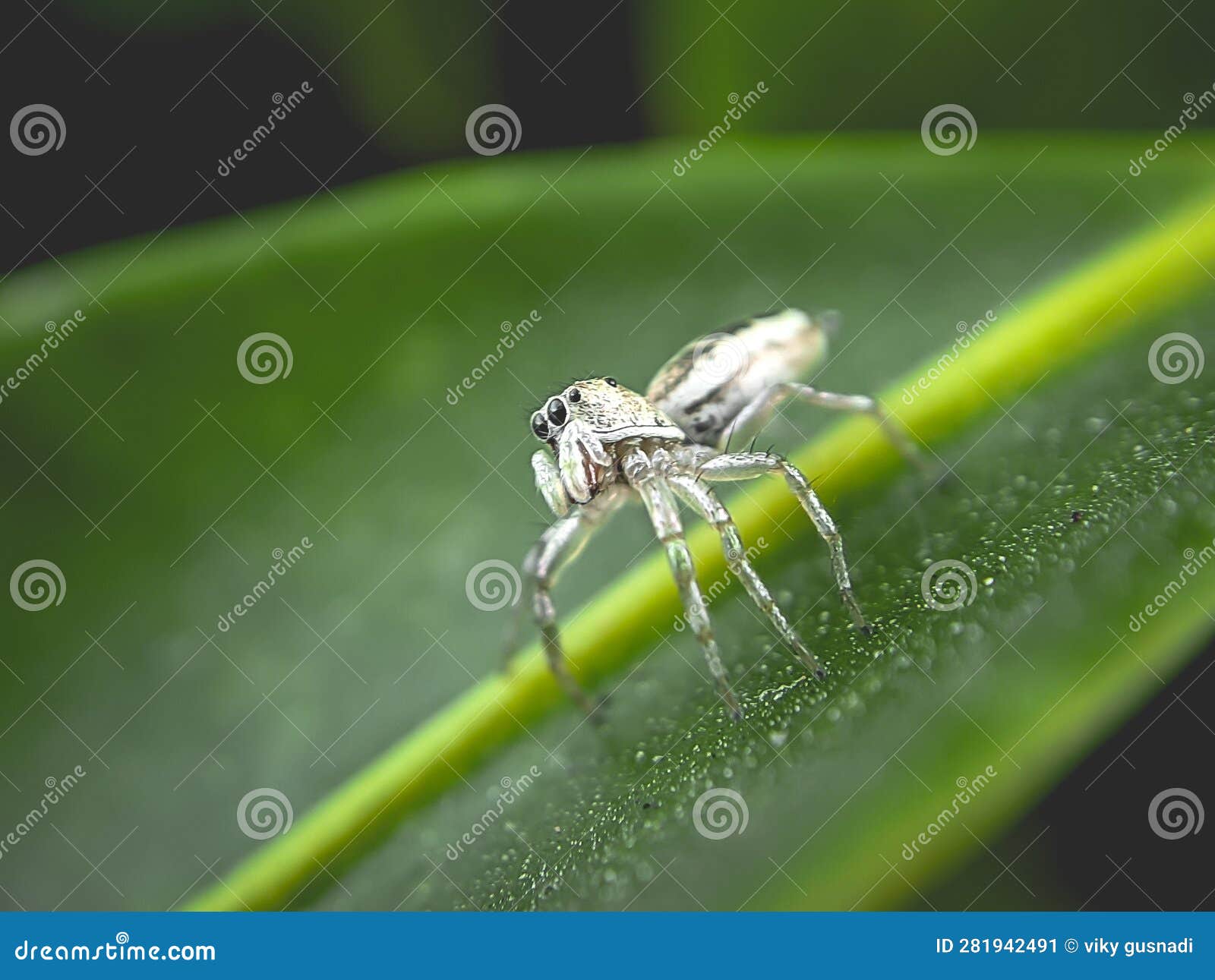 Litle Spider Stand on a Leaves Stock Image - Image of hairy, fauna ...