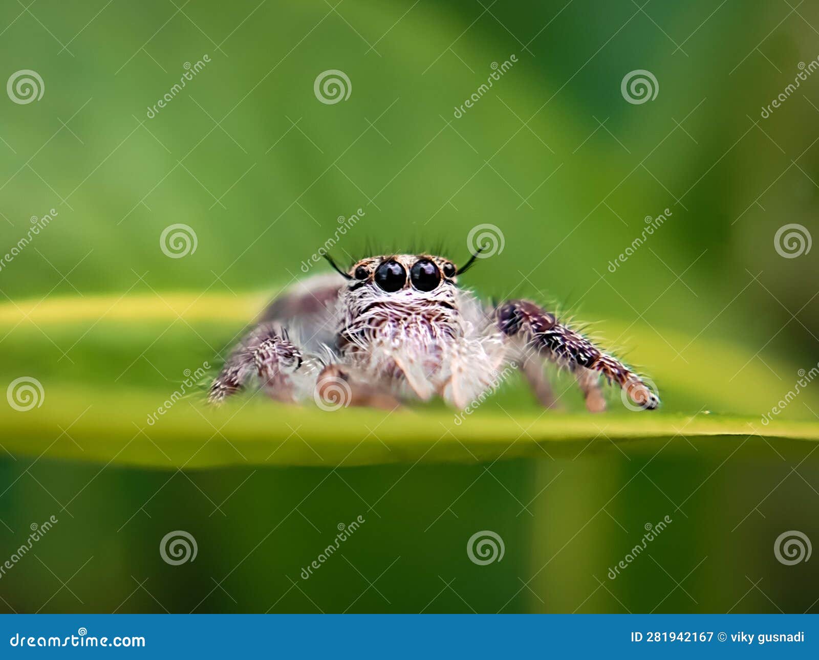 Litle Hairy Spider Stand on the Leaf Stock Image - Image of animal ...