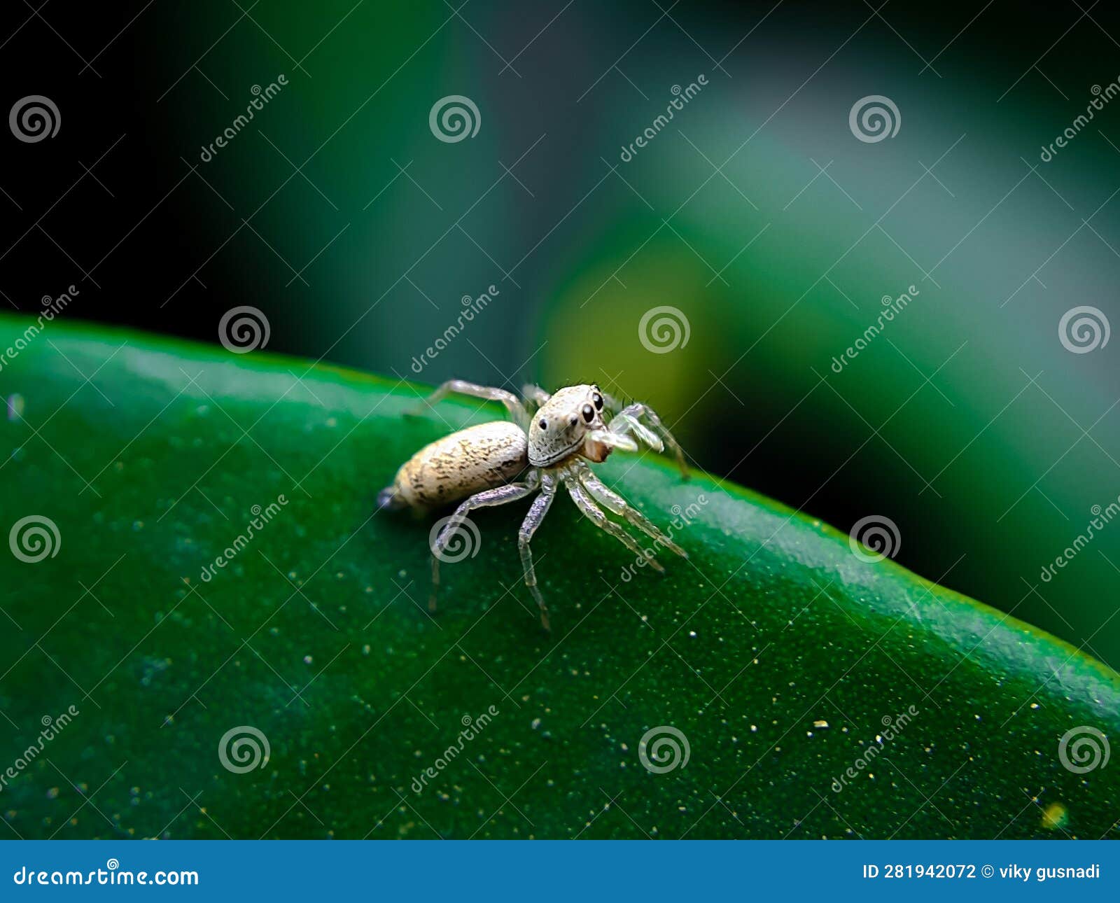 Litle Hairy Spider Stand on the Leaf Stock Photo - Image of leaves ...