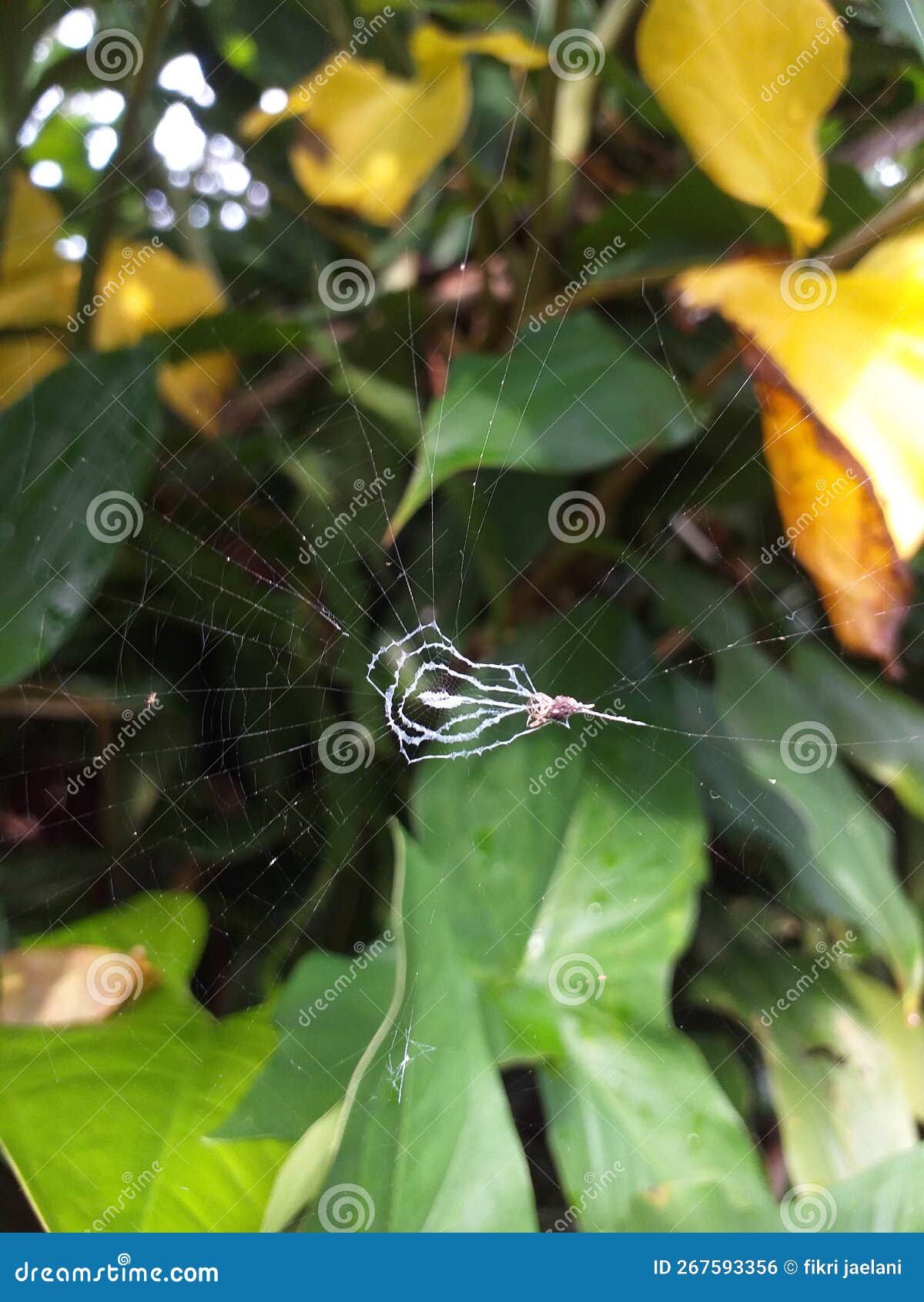Litle spider trap stock photo. Image of arthropod, trap - 267593356