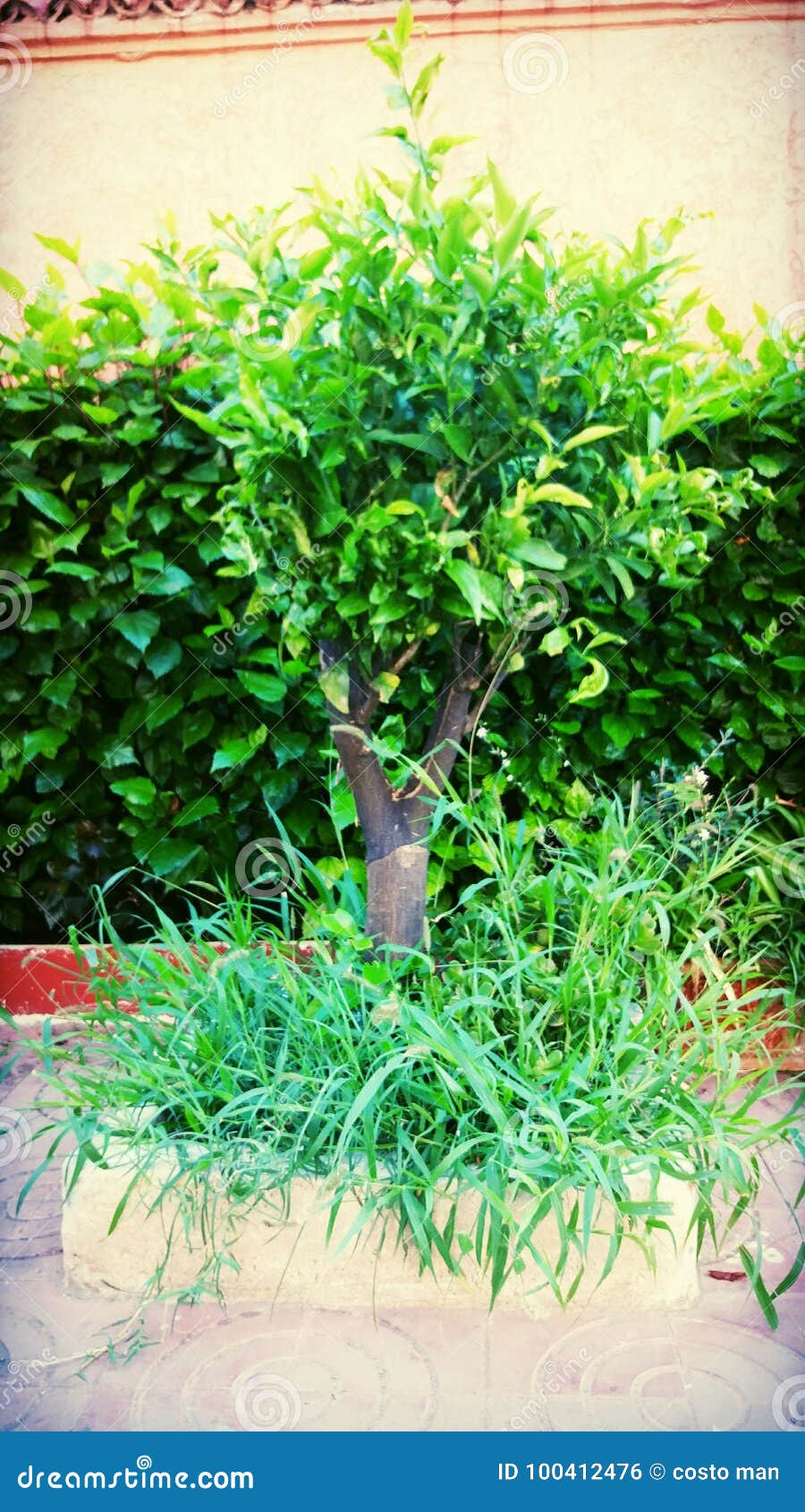 Litle tree stock photo. Image of litle, road, side, tree - 100412476