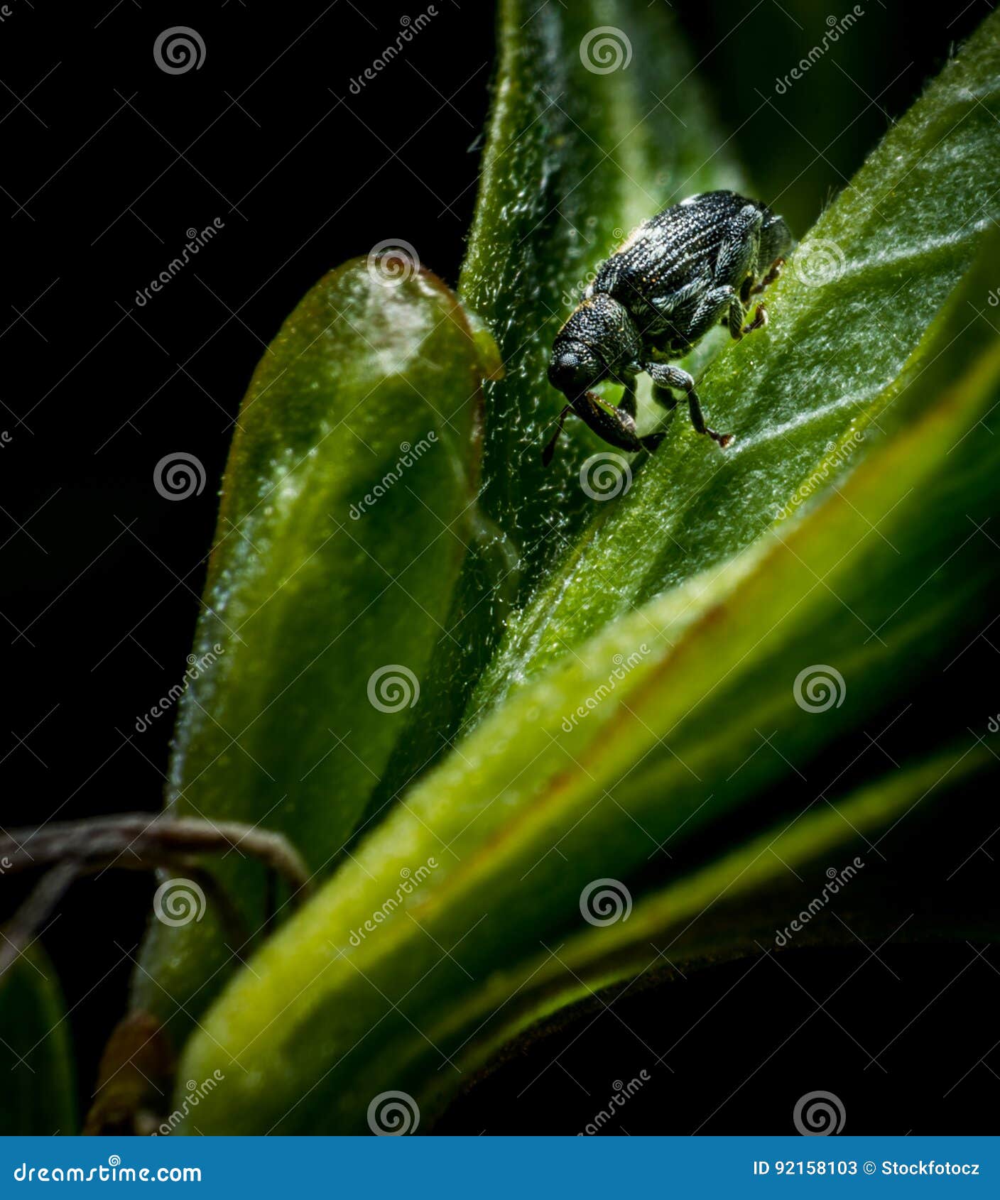 Litlle bug on leaf stock image. Image of foliage, animal - 92158103