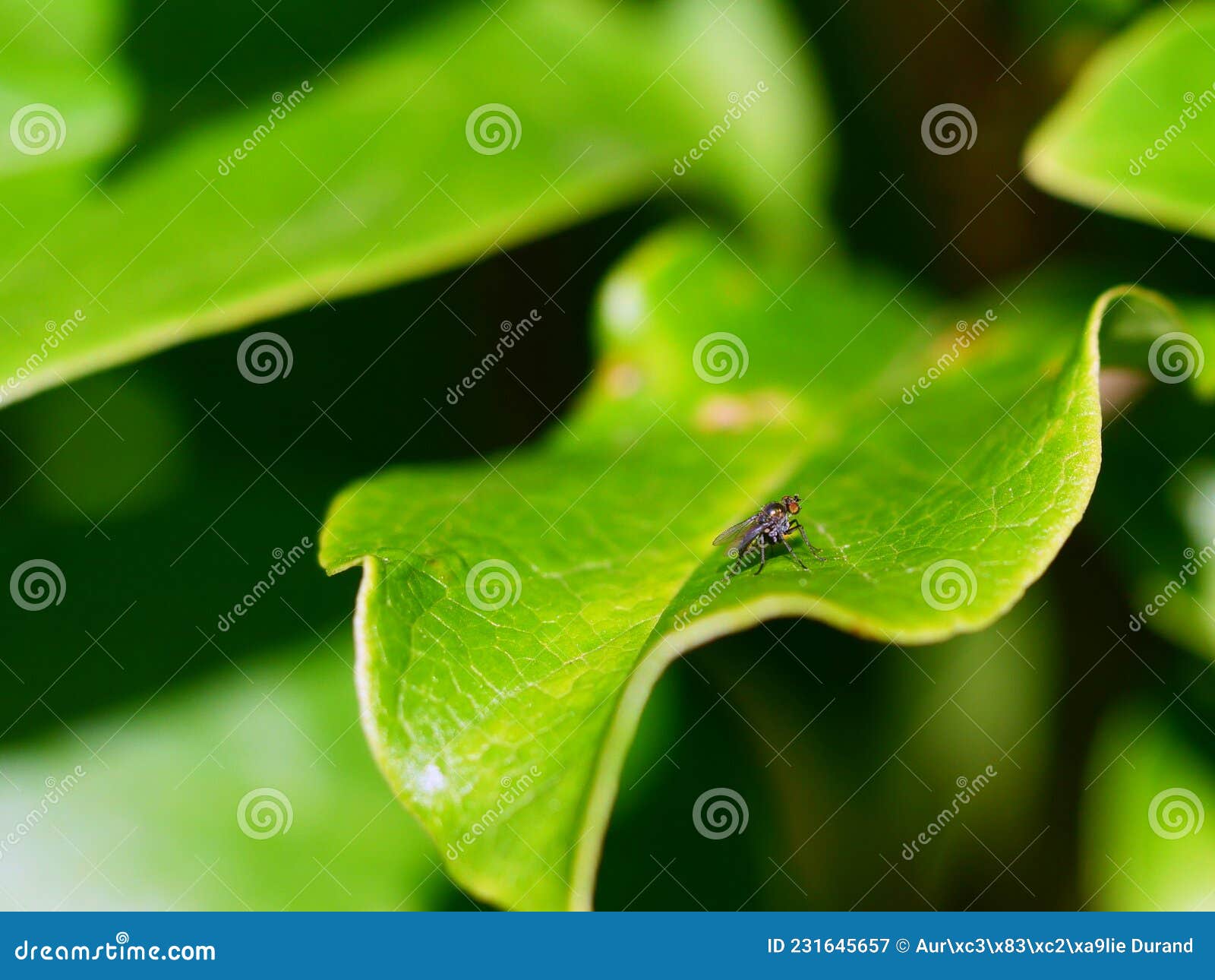 Litlle Fly on a Green and Shiny Leaf Stock Image - Image of litlle ...