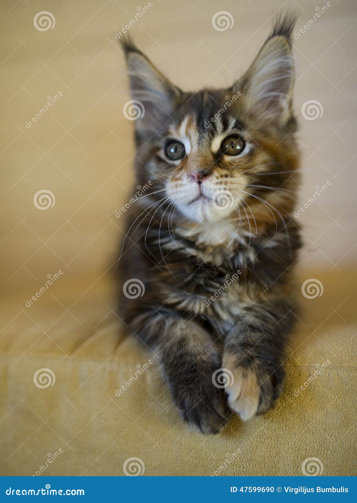 Litlle kitten stock photo. Image of litter, coon, animals - 47599690
