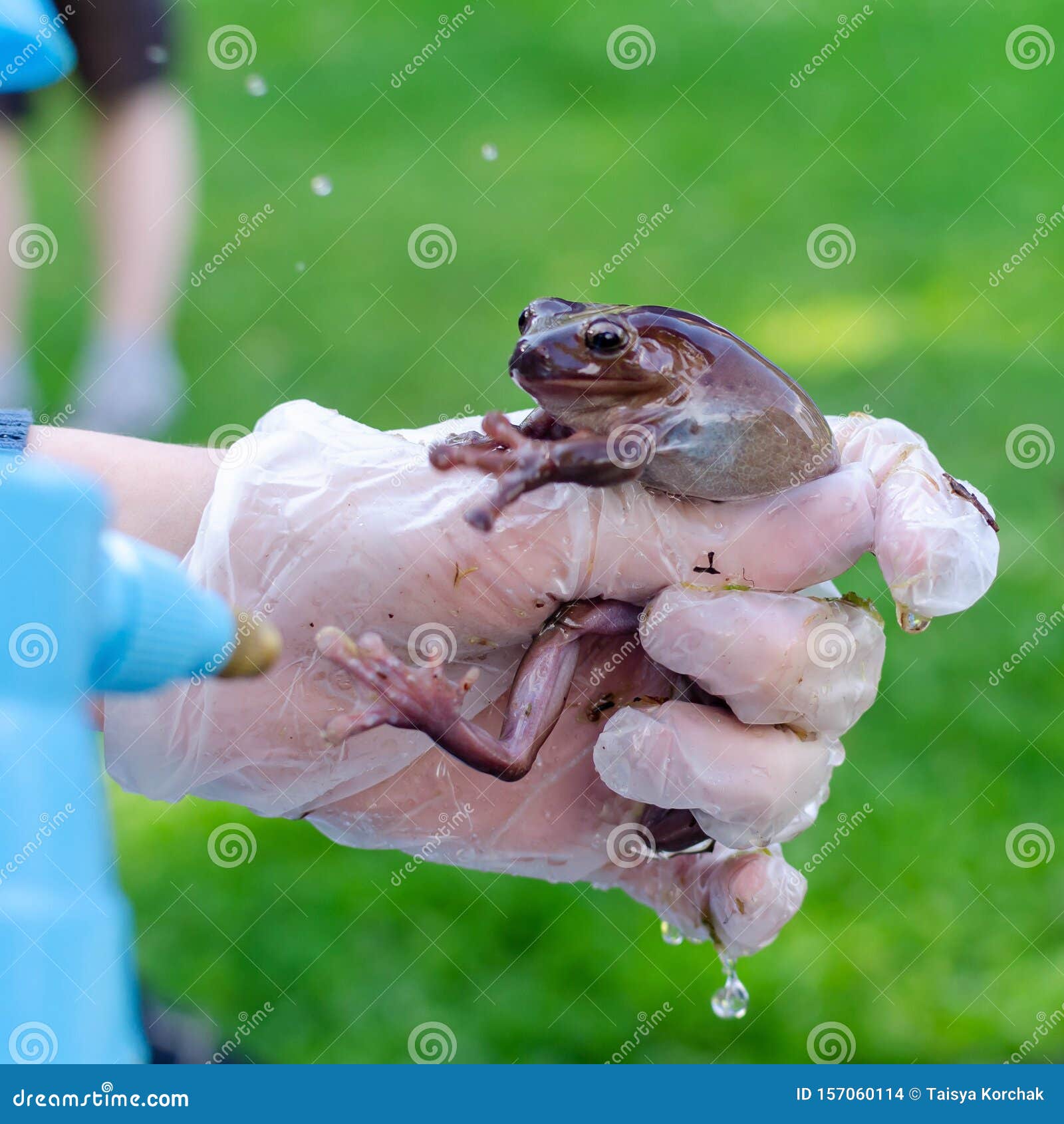 Litoria Caerulea the Australian Dumpy Tree Frog is Sitting on Gloved ...