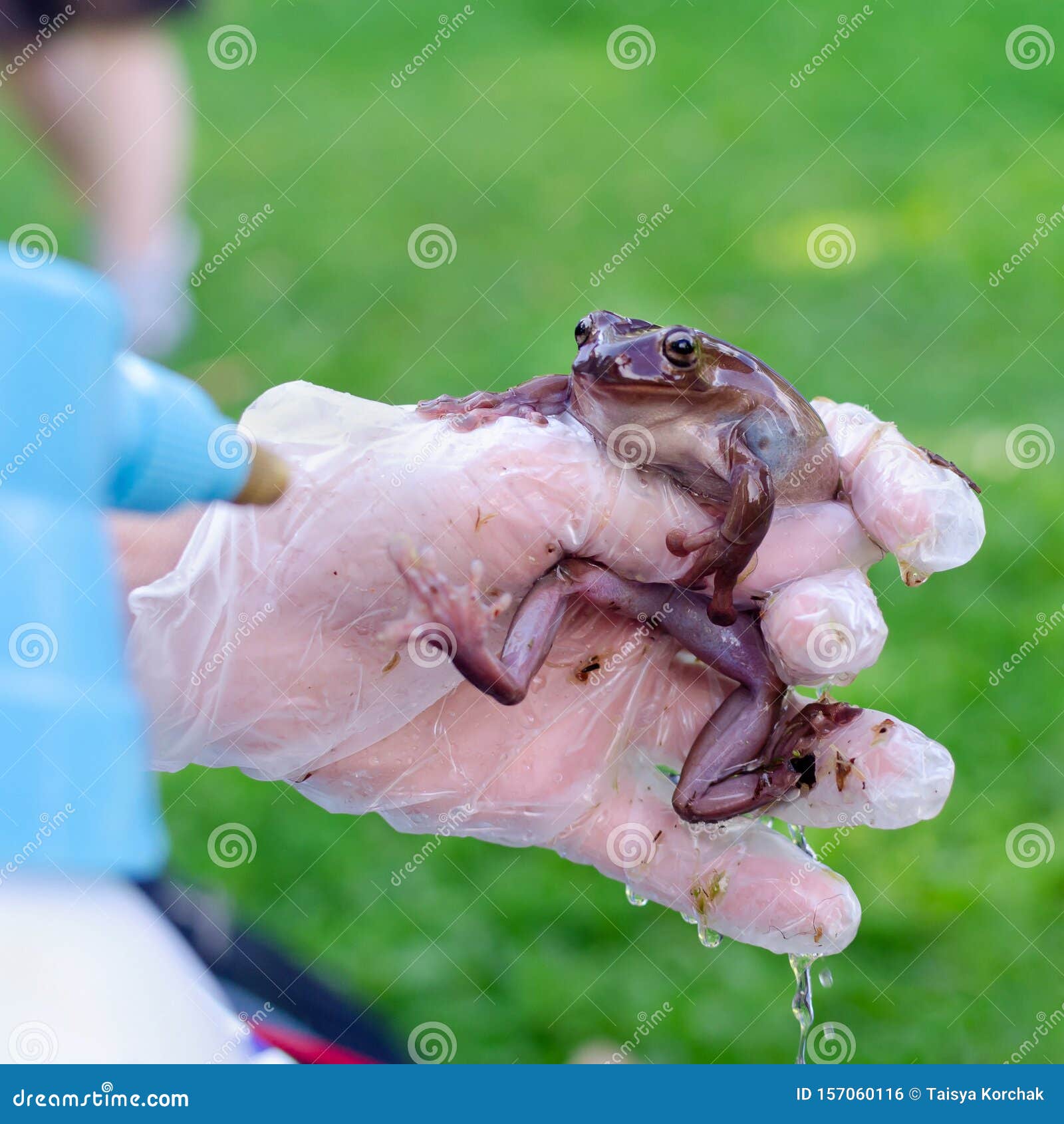 Litoria Caerulea the Australian Dumpy Tree Frog is Sitting on Gloved ... Litoria Caerulea the Australian Dumpy Tree Frog is Sitting on Gloved ...