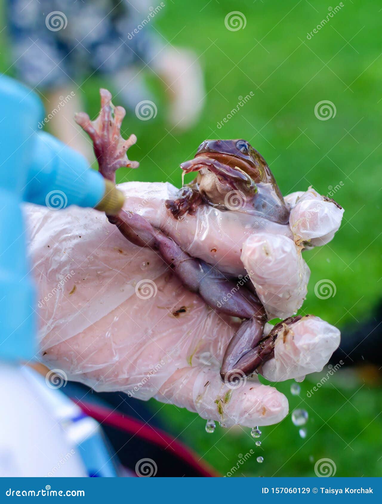 Litoria Caerulea the Australian Dumpy Tree Frog is Sitting on Gloved ...