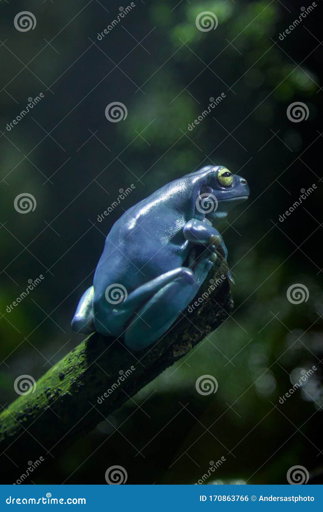 Litoria Caerulea, Blue Australian Tree Frog in Nature Stock Photo ...