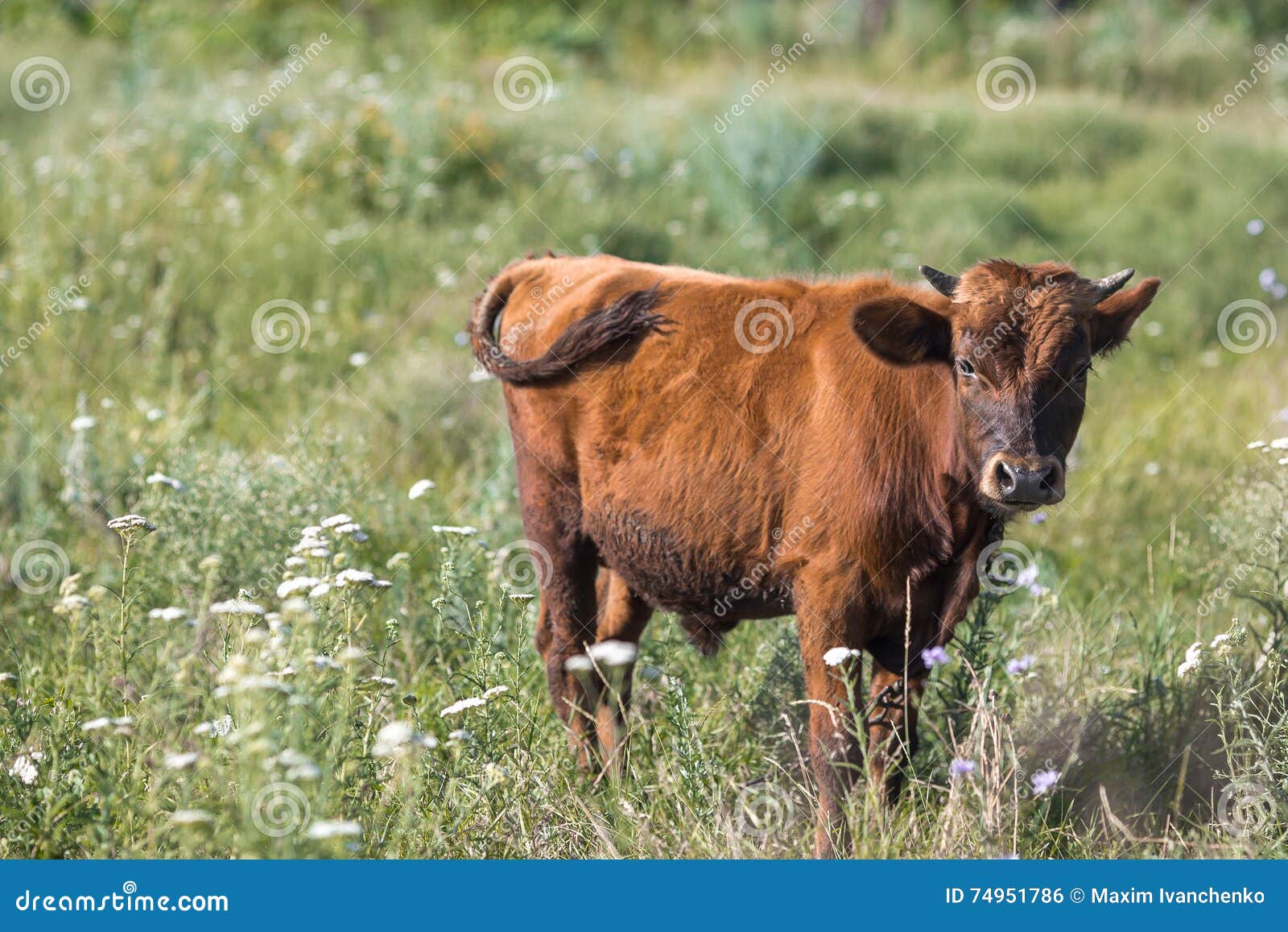 Litte Brown Vilage Cow, Cow in the Wild Stock Photo - Image of horn ...