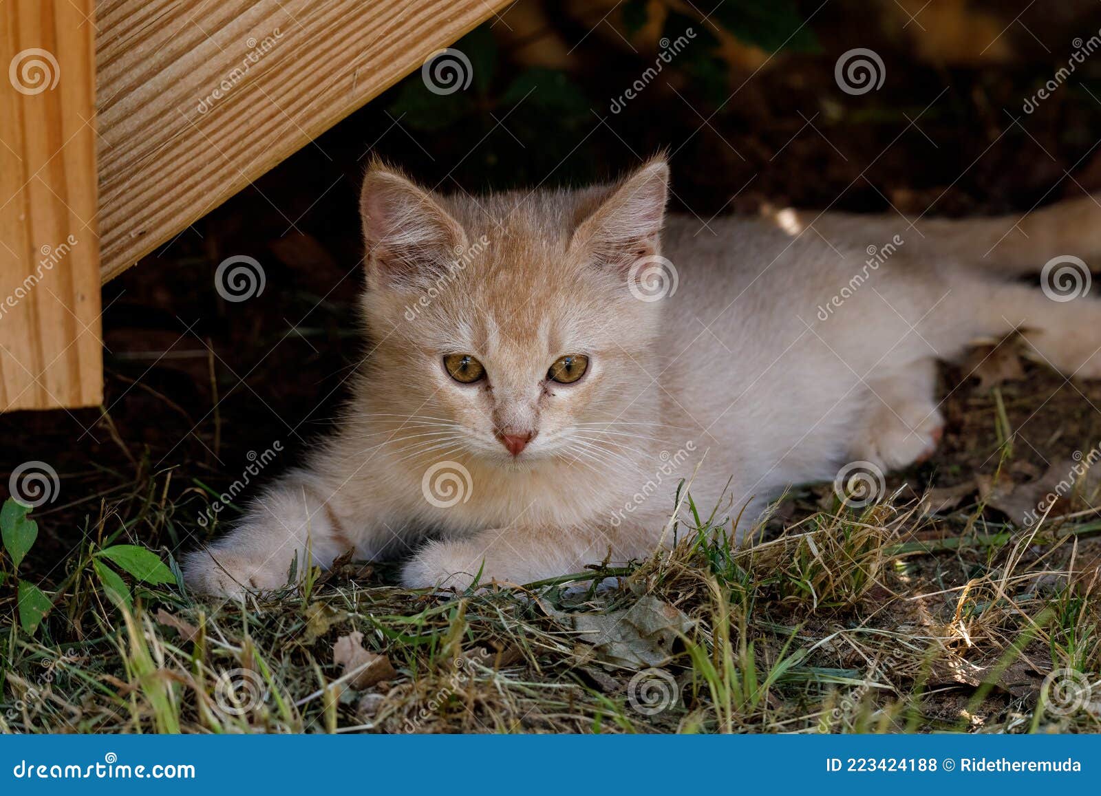 Young kittens playing stock photo. Image of playing - 223424188