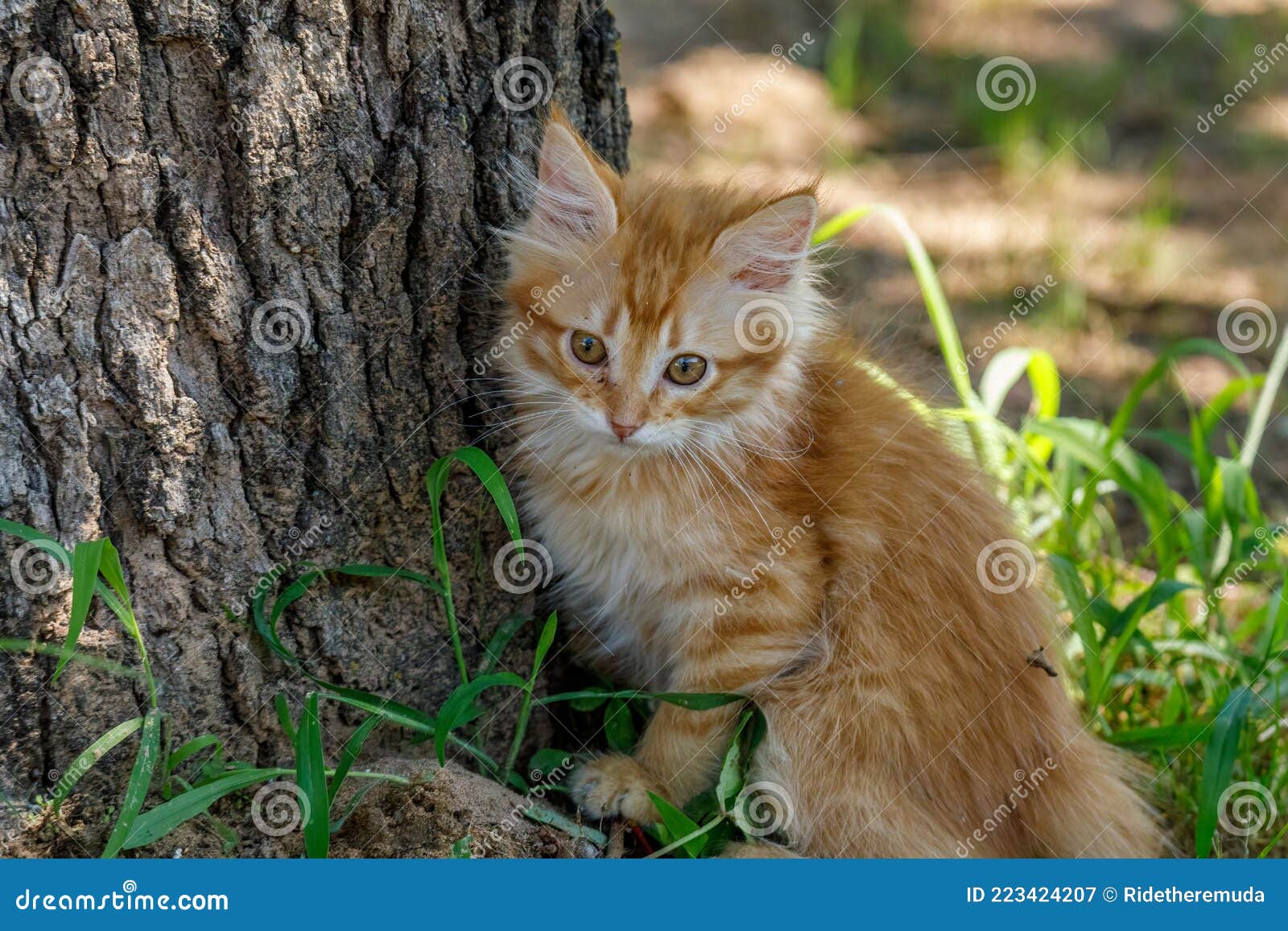 Young kittens playing stock image. Image of cute, outdoor - 223424207
