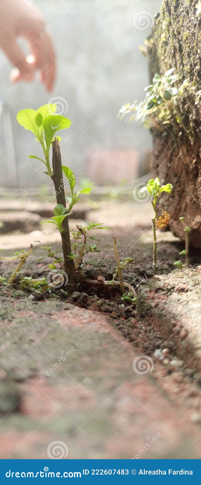 Litte tree in the backyard stock image. Image of grass - 222607483