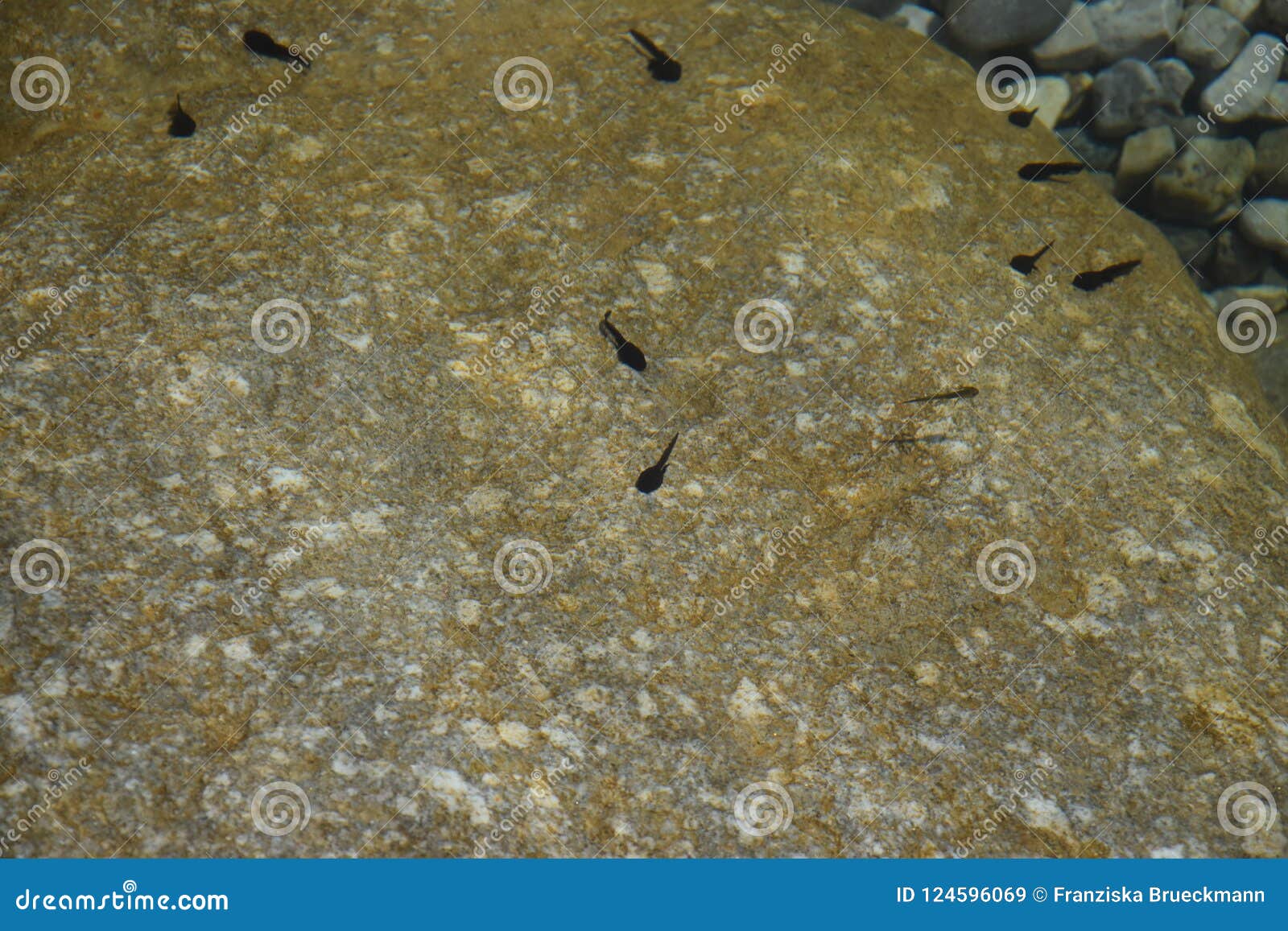 Tadpoles in the water stock image. Image of water, animal - 124596069