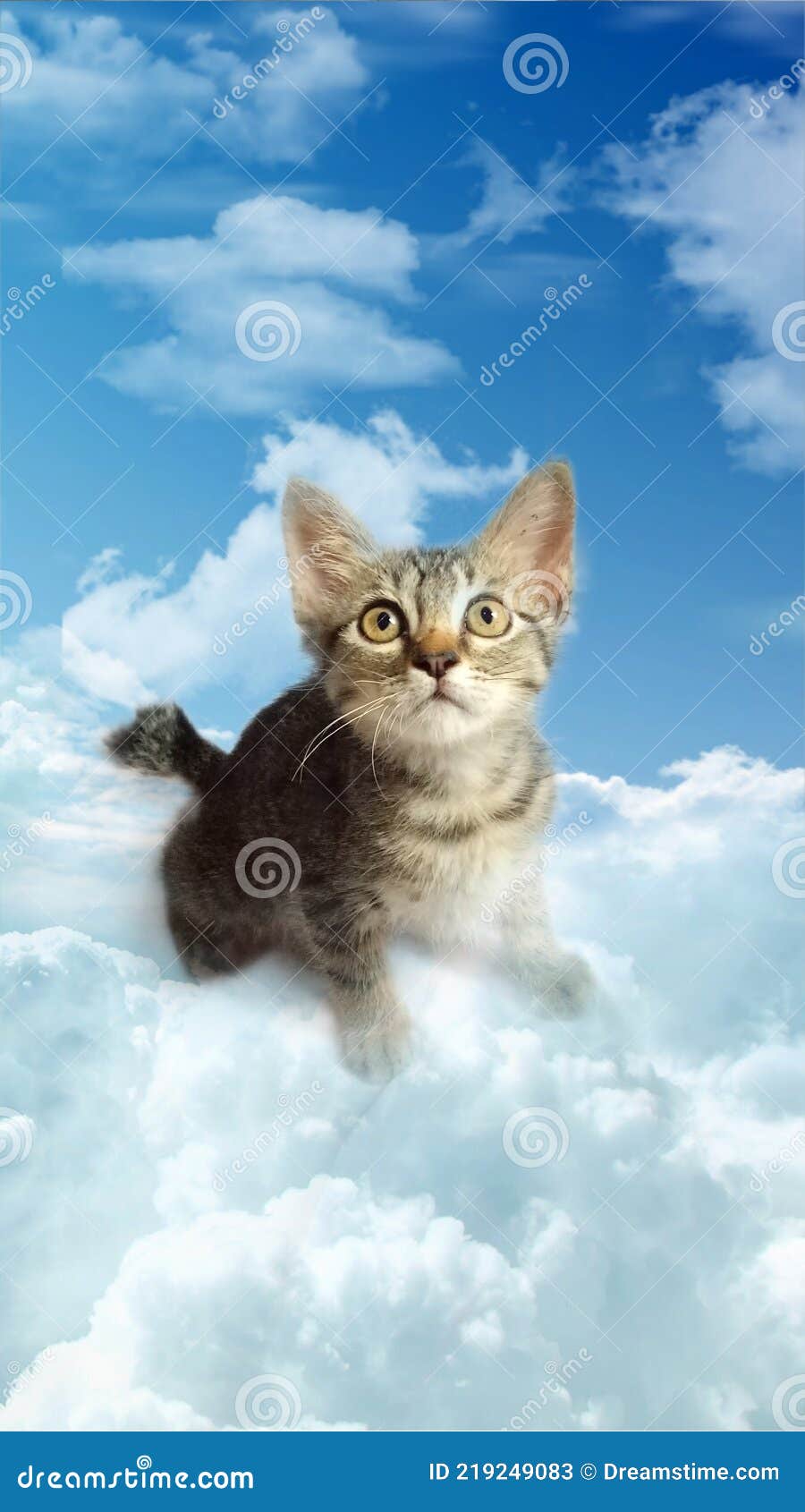 Littel cat in the sky cute stock image. Image of littel - 219249083