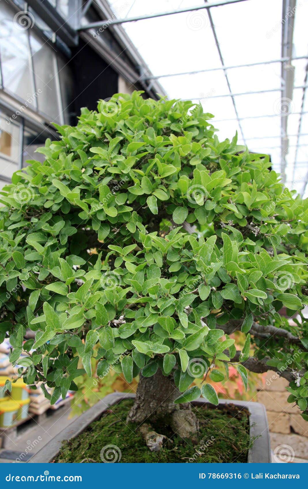 Littel tree stock photo. Image of foliage, runt, plants - 78669316