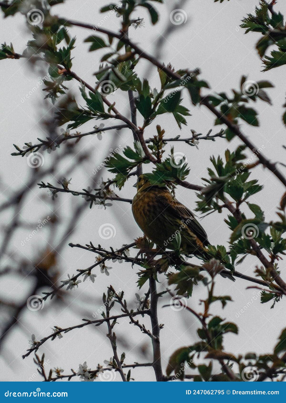 Litten Bird in the Tree stock image. Image of tree, nature - 247062795