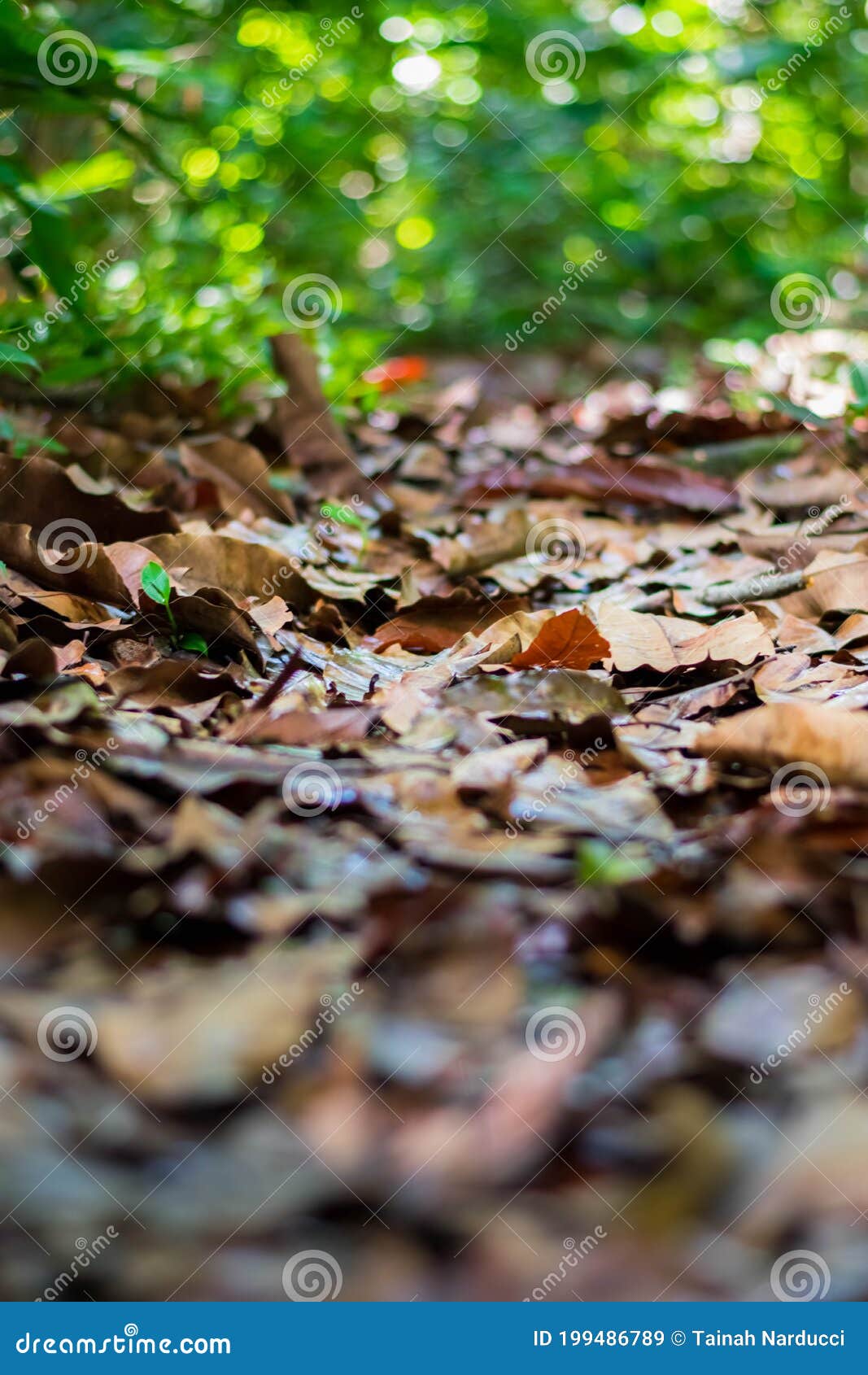 Litter on the Amazon Rainforest Soil Stock Image - Image of forest ...