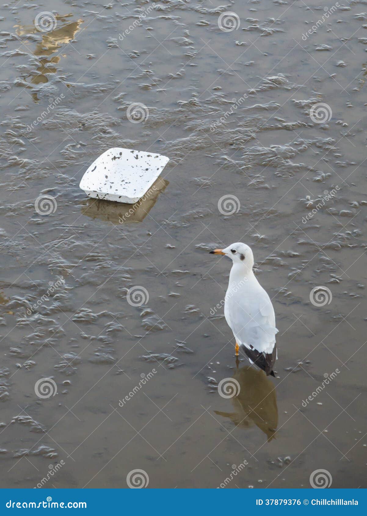 Litter on the beach stock photo. Image of empty, river - 37879376