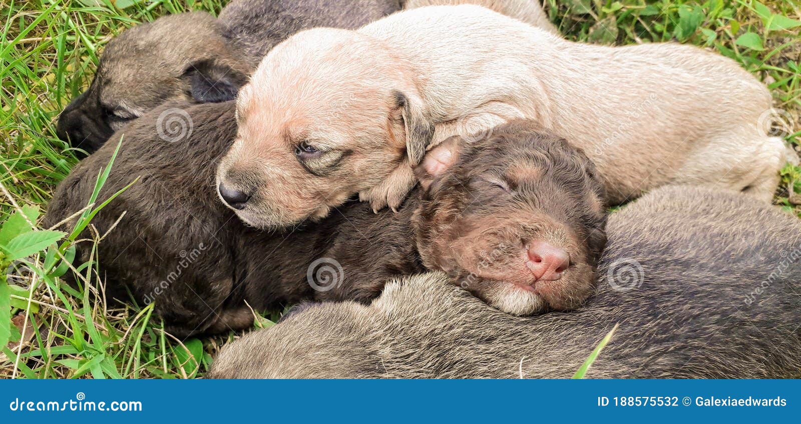 A Litter of Cute Puppies Snuggling Together Stock Photo - Image of ...