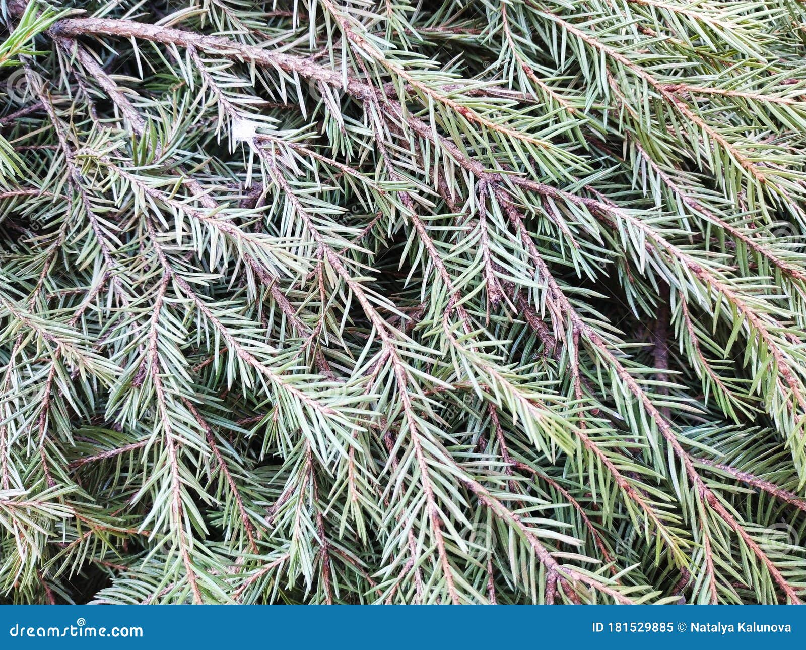 Litter of fir branches stock image. Image of litter - 181529885