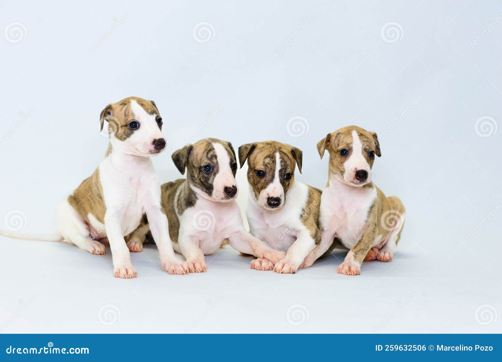 Litter of Four Brindle and White Whippet Puppy Sitting Stock Photo ...