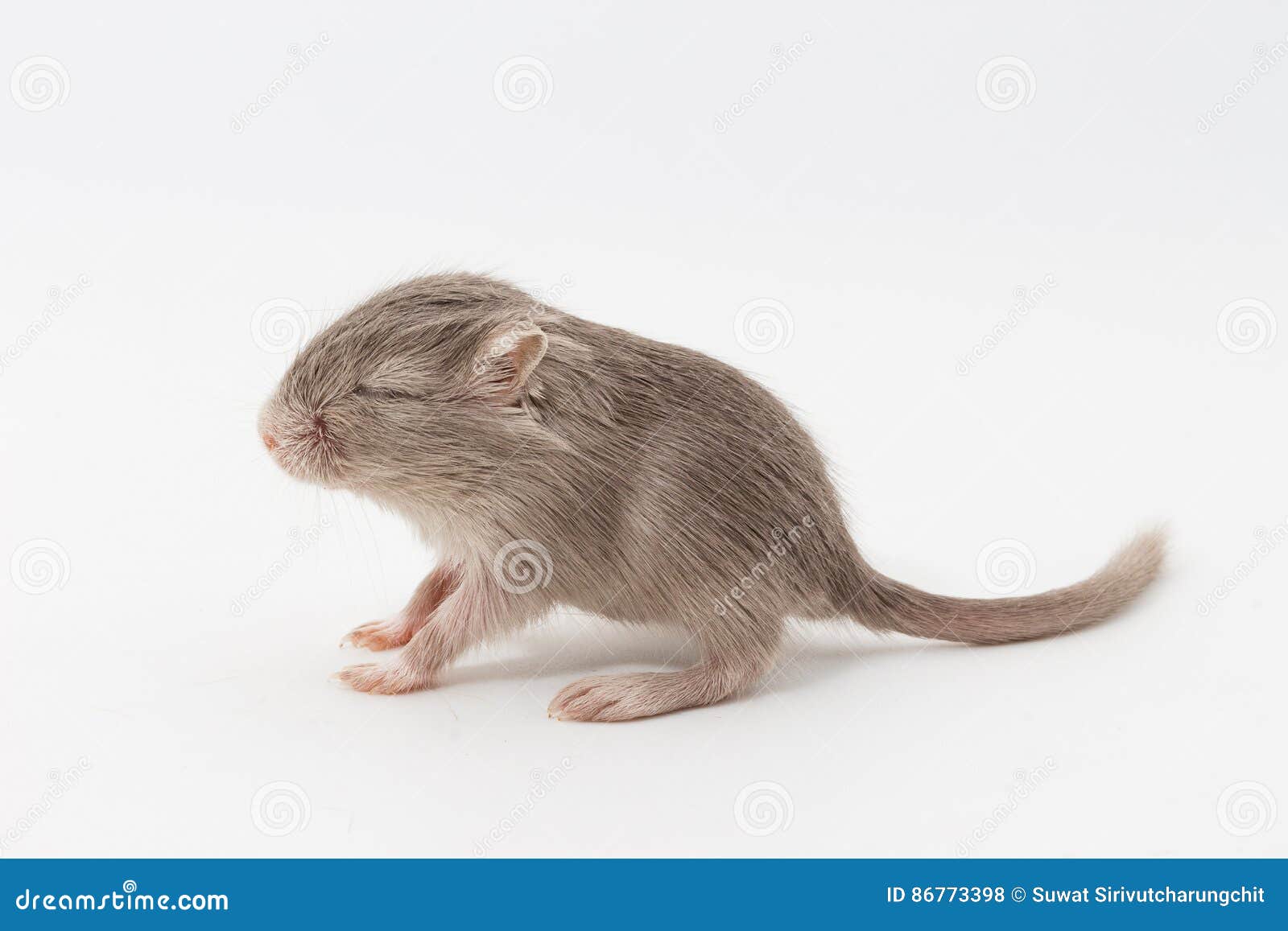 Litter Mongolian Gerbil, Desert Rat Stock Photography | CartoonDealer ...