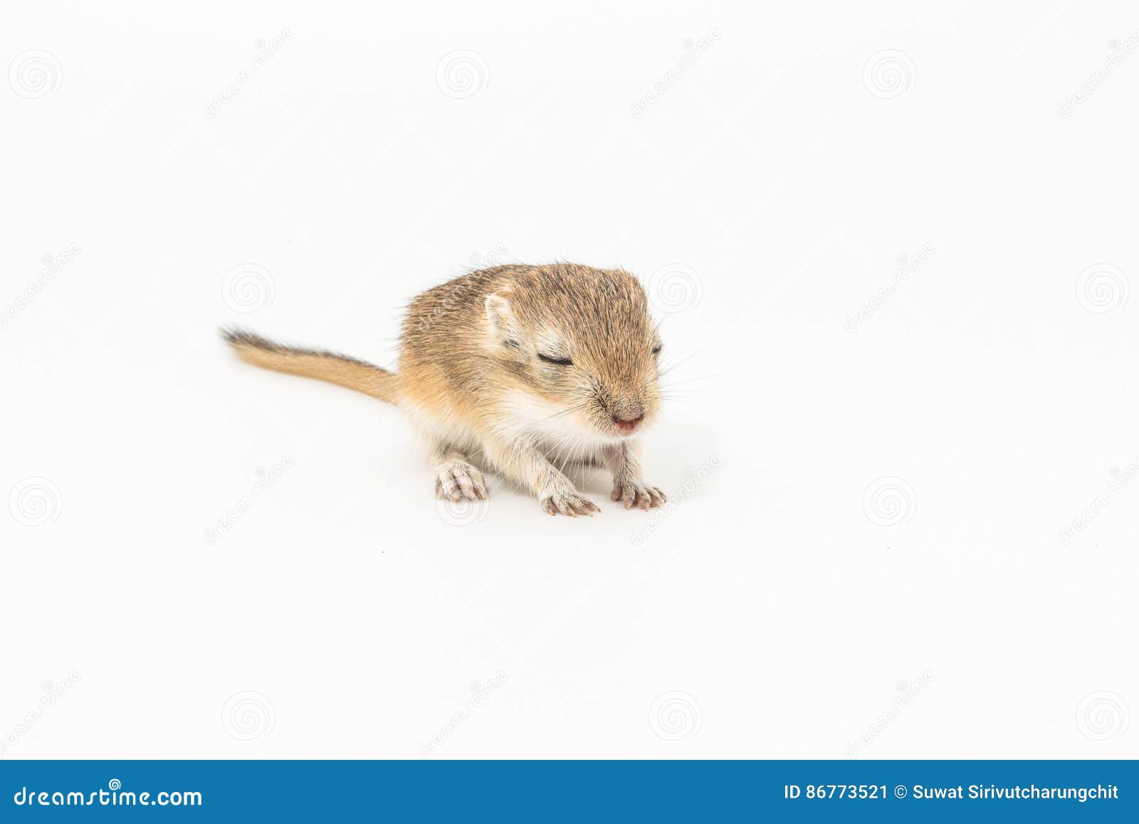 Litter Mongolian Gerbil, Desert Rat Stock Image - Image of background ...