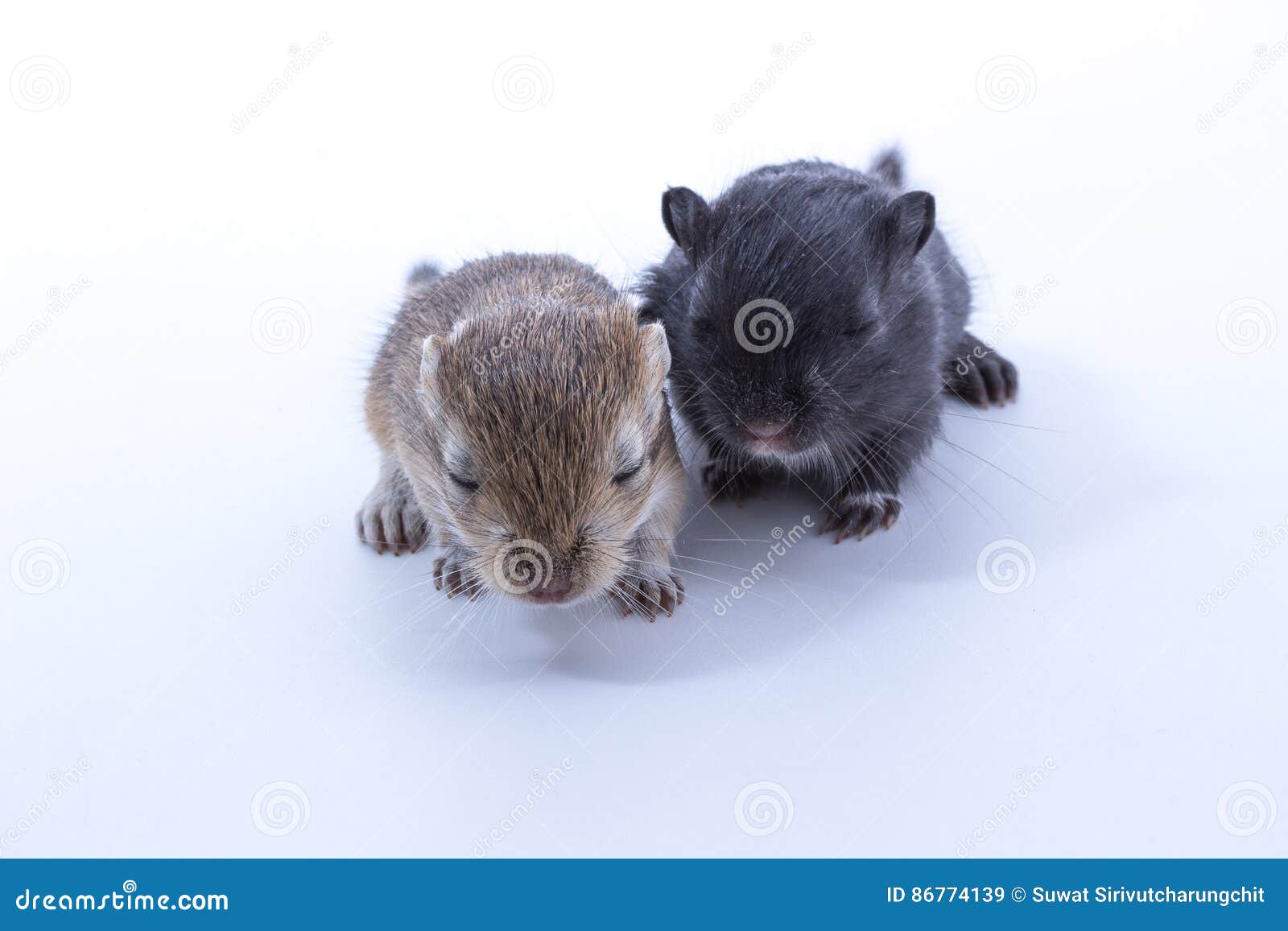Litter Mongolian Gerbil, Desert Rat Stock Image - Image of rodent ...