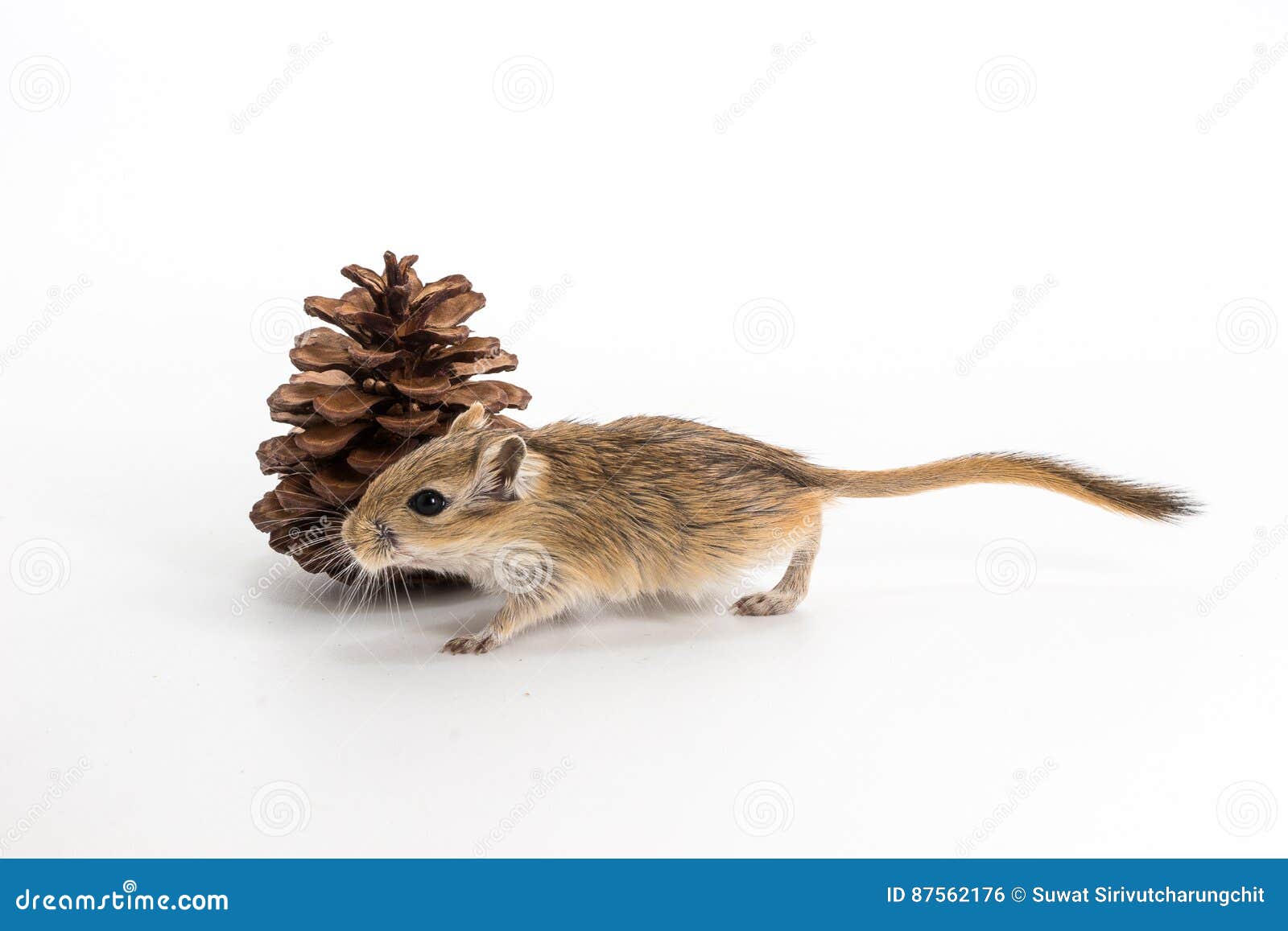 Litter Mongolian Gerbil, Desert Rat Stock Photo - Image of desert ...