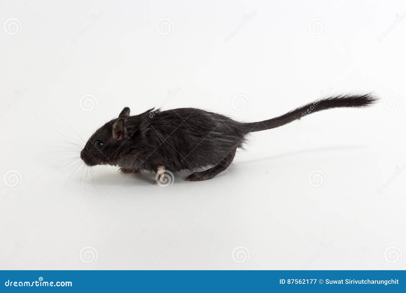 Litter Mongolian Gerbil, Desert Rat Stock Image - Image of black, puppy ...