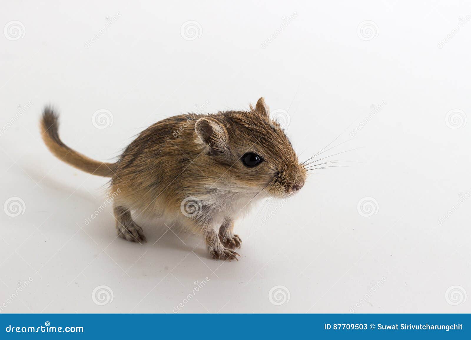 Litter Mongolian Gerbil, Desert Rat Stock Image - Image of animal ...