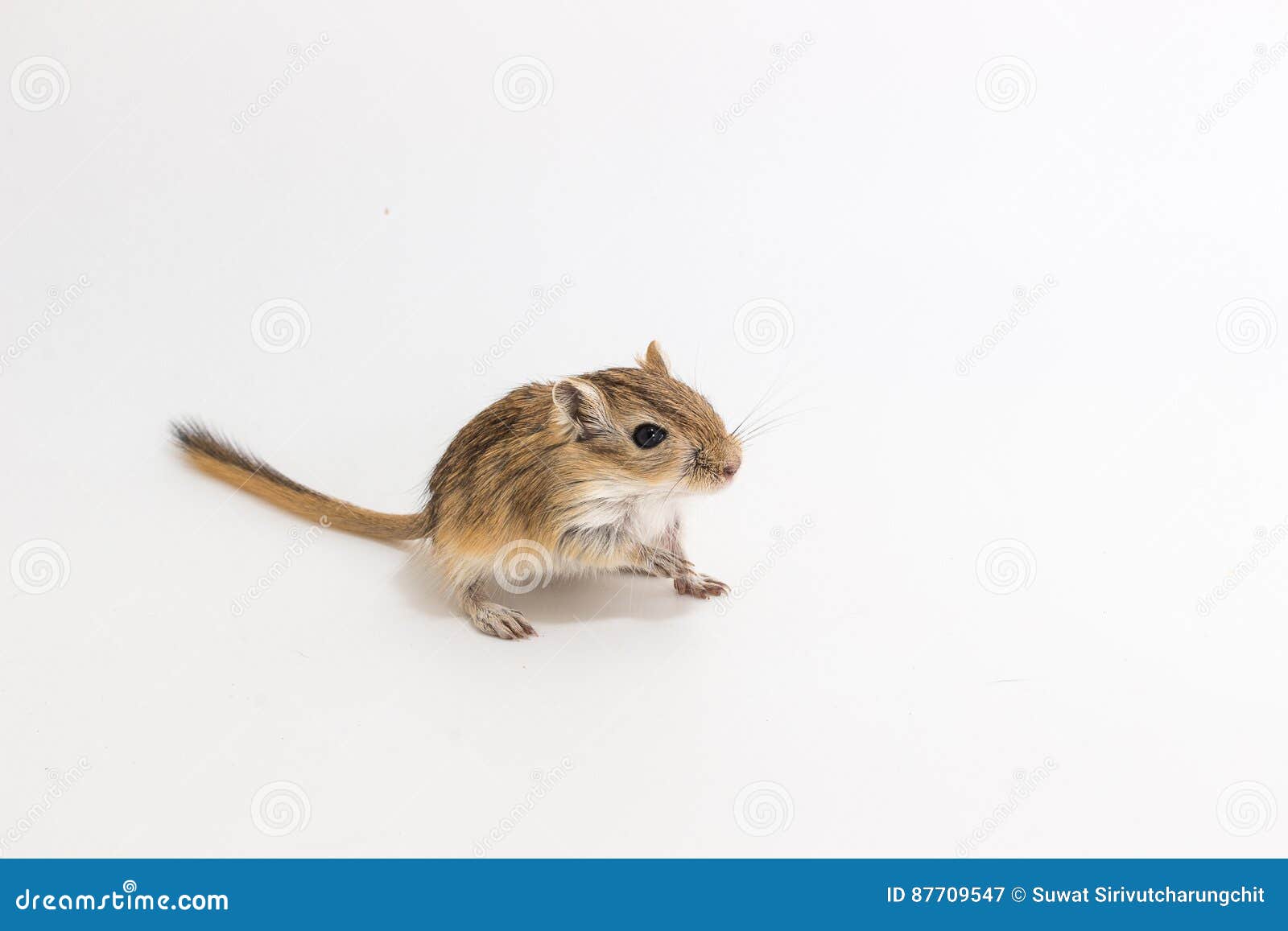 Litter Mongolian Gerbil, Desert Rat Stock Image - Image of mammal ...