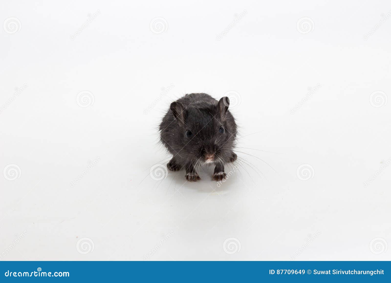 Litter Mongolian Gerbil, Desert Rat Stock Image - Image of mice, animal ...