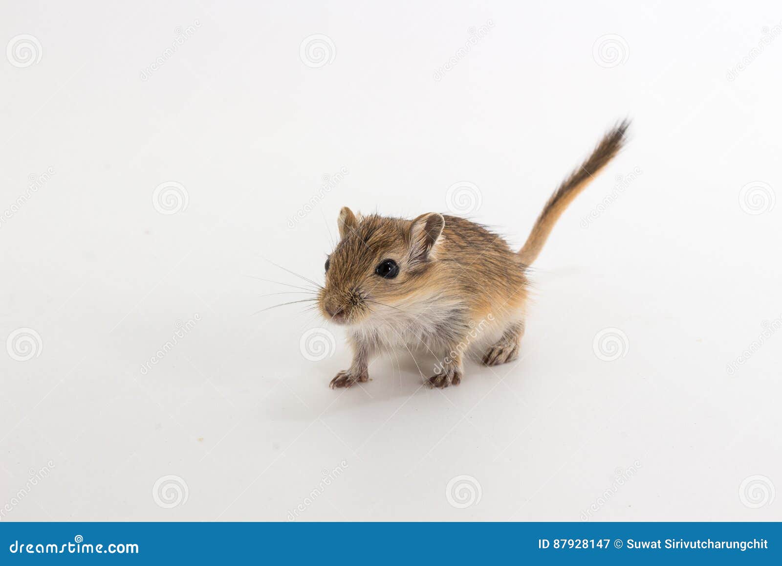 Litter Mongolian Gerbil, Desert Rat Stock Image - Image of gerbil ...