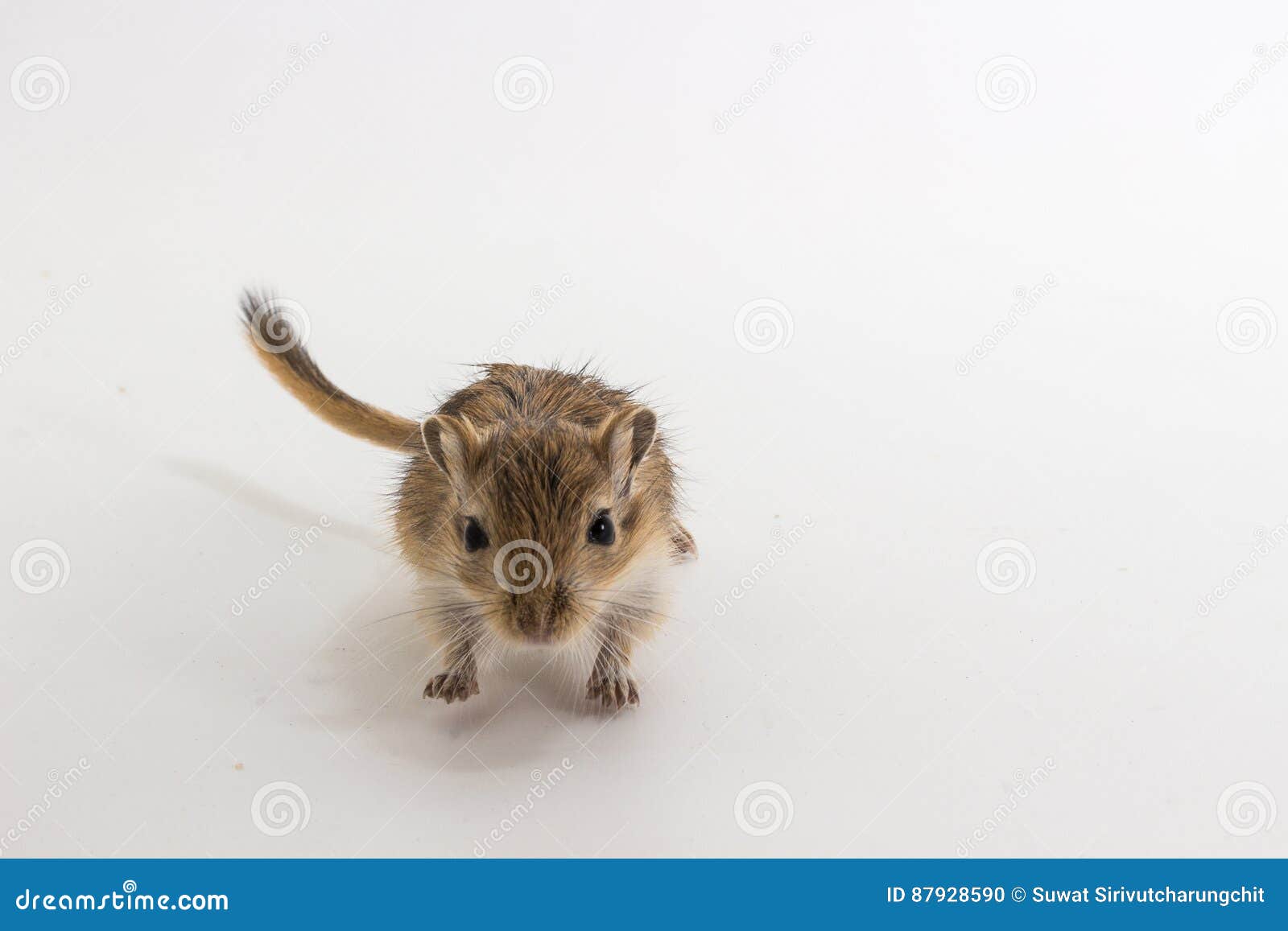 Litter Mongolian Gerbil, Desert Rat Stock Photography | CartoonDealer ...