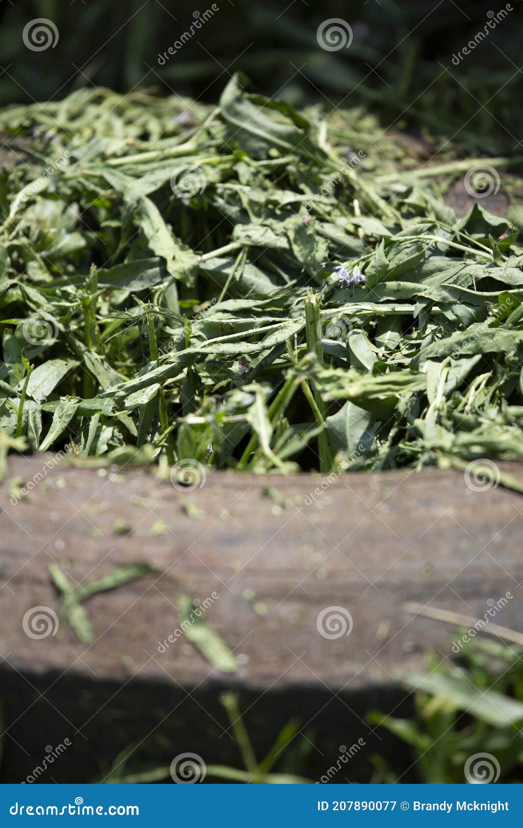 Litter in Nature stock image. Image of conceptual, environmental ...