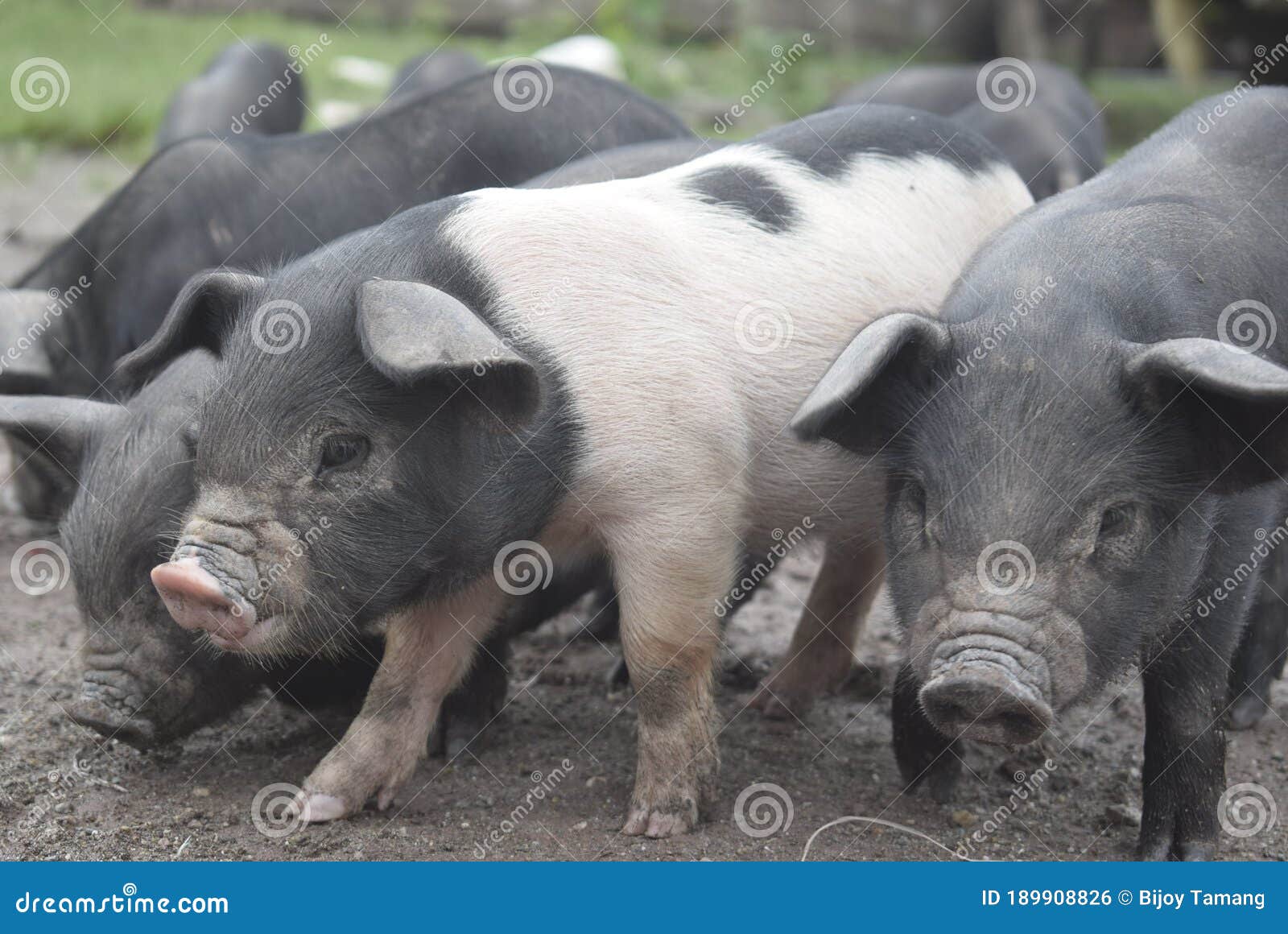 A Litter of Piglets Enjoying Together. Stock Photo - Image of grazing ...