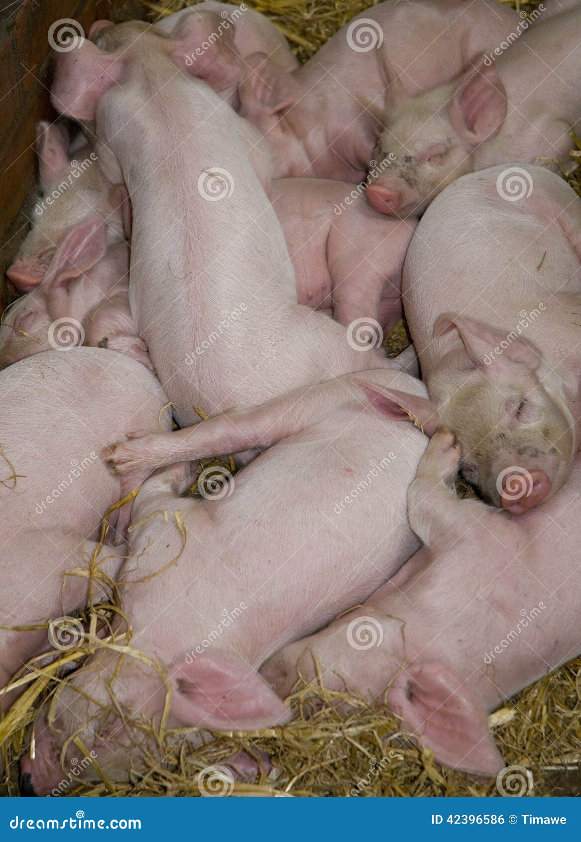 Litter of Piglets stock photo. Image of animal, litter - 42396586