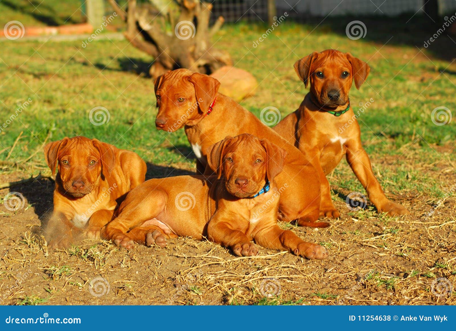 Litter of puppies stock photo. Image of beautiful, domestic - 11254638