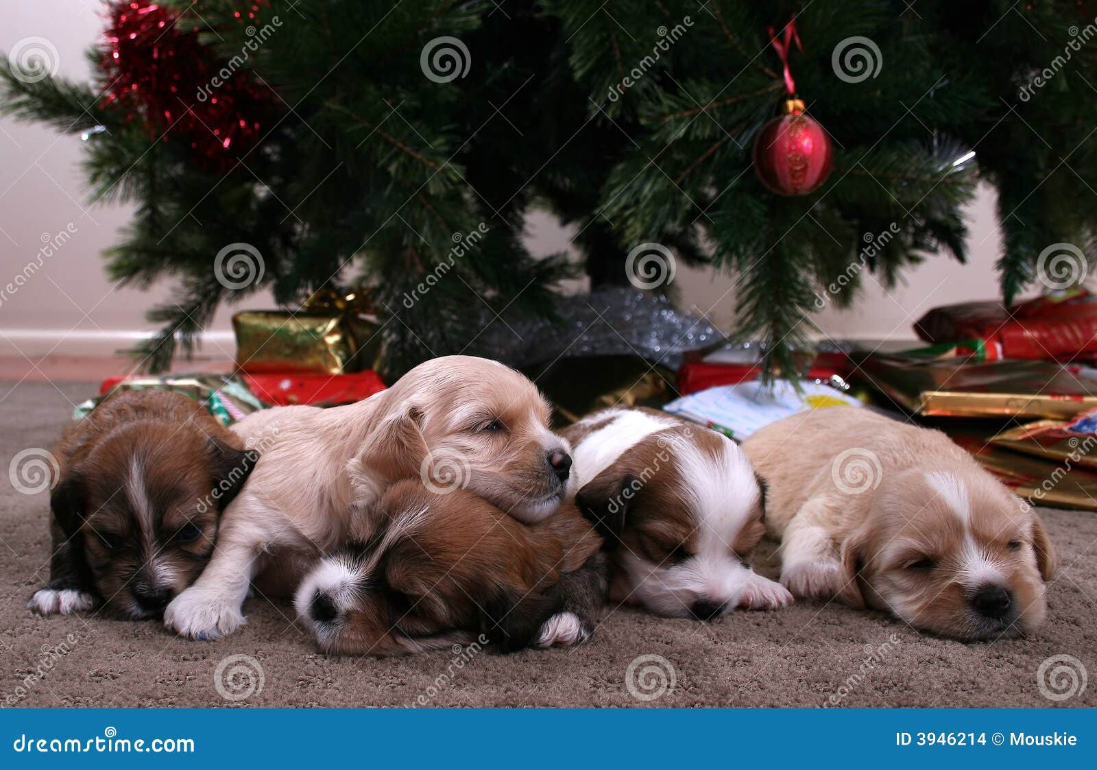 Litter of Puppies stock photo. Image of canines, weeks - 3946214