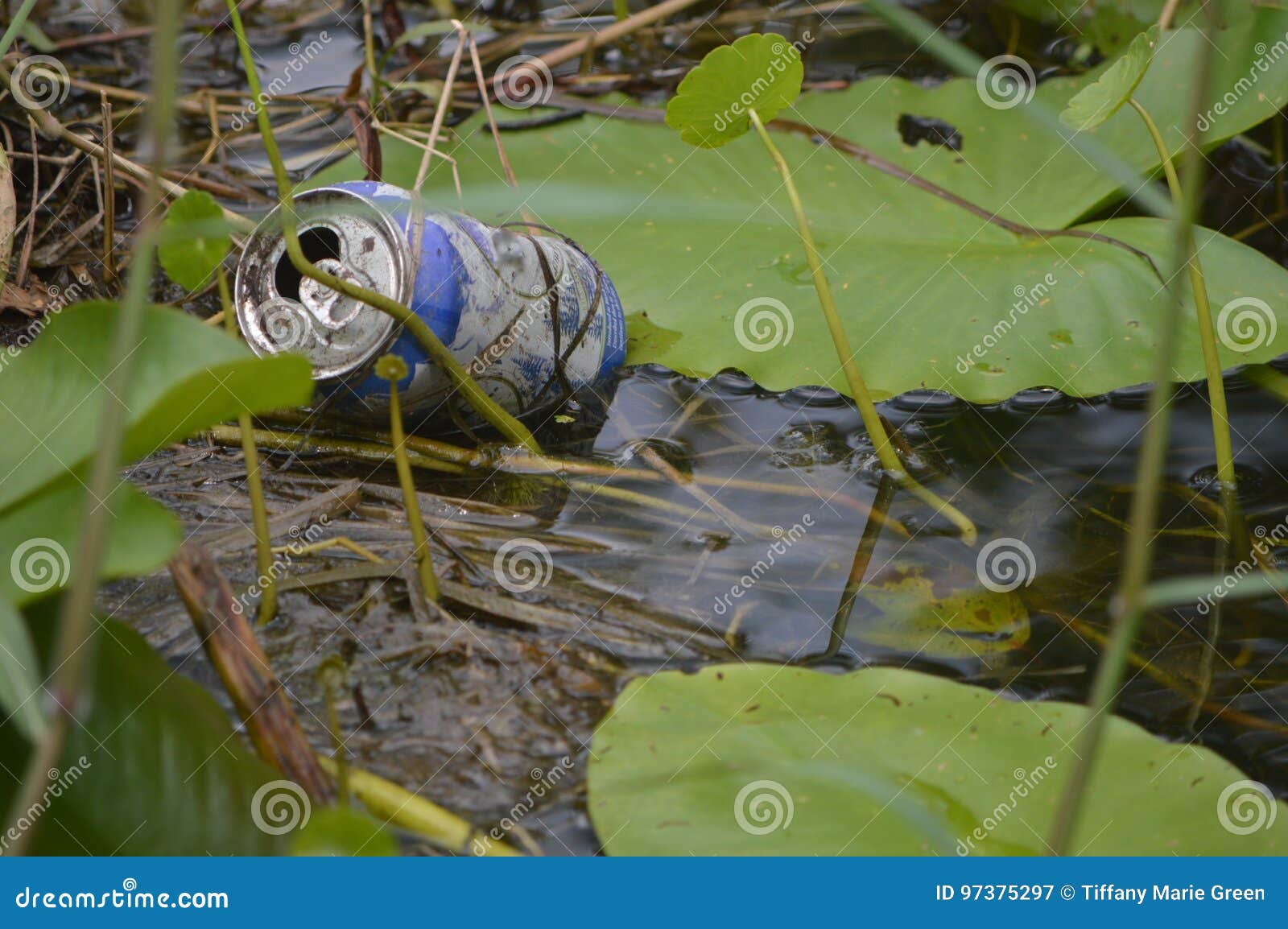 Litter in the Wetlands editorial photography. Image of green - 97375297