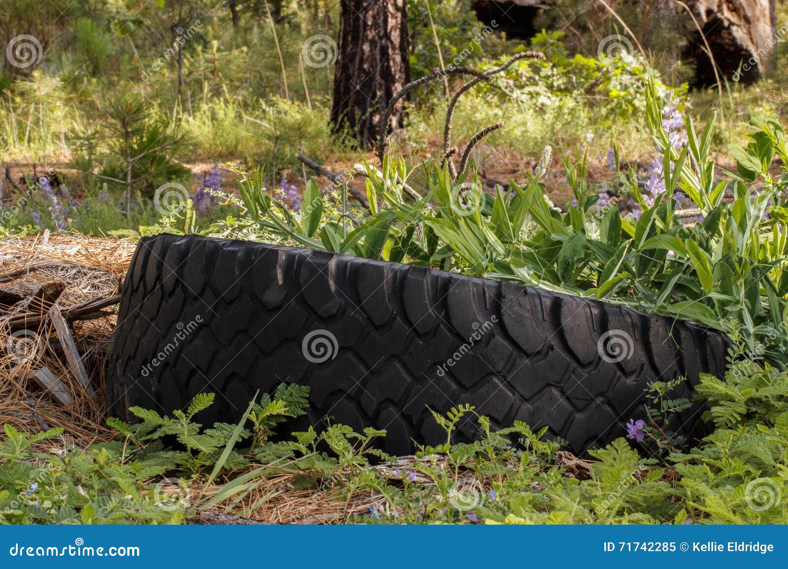 Littering in the forests stock image. Image of forests - 71742285